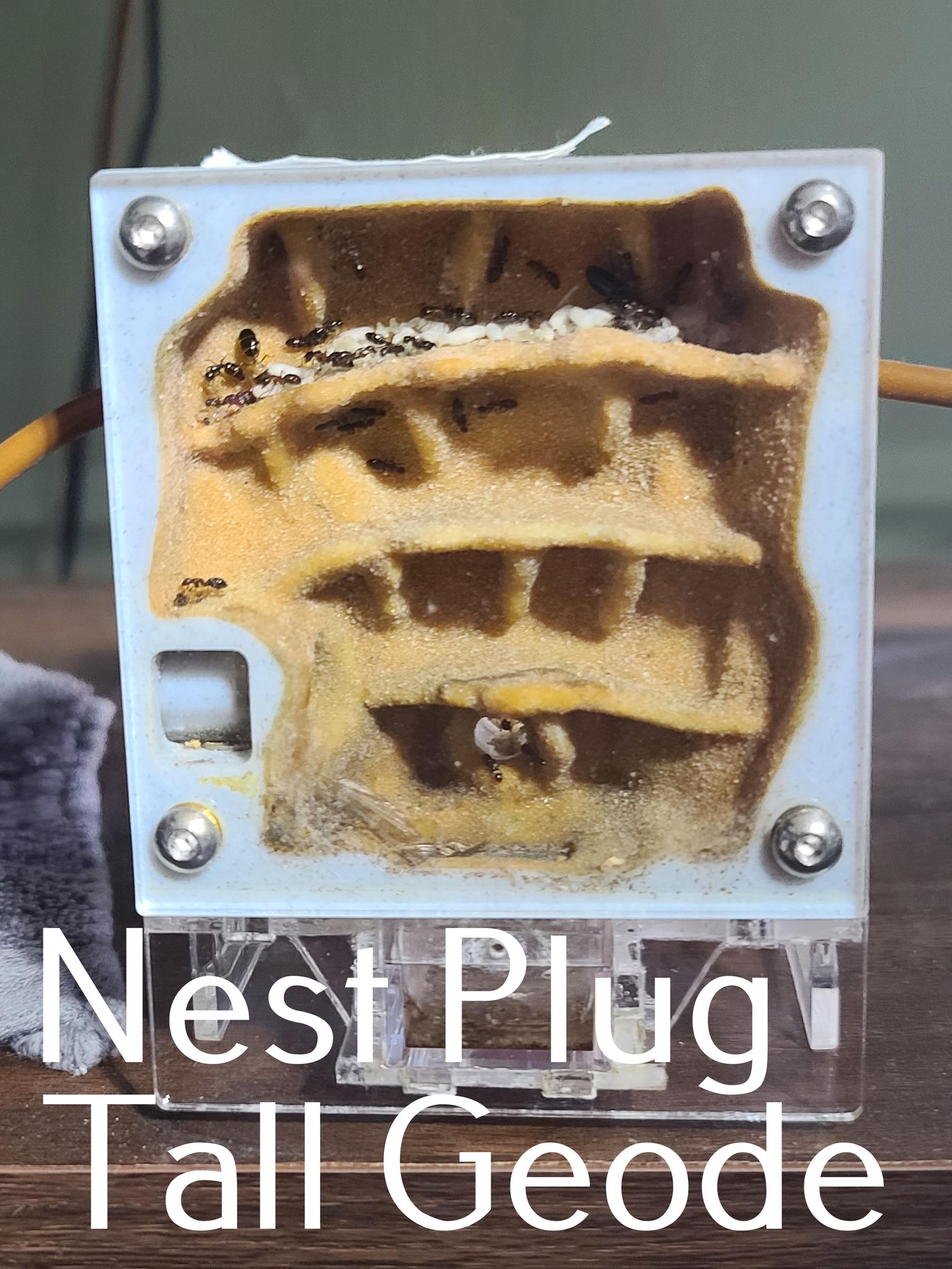 Small Modular Formicarium (Ant Farm) : 16 Steps (with Pictures ...