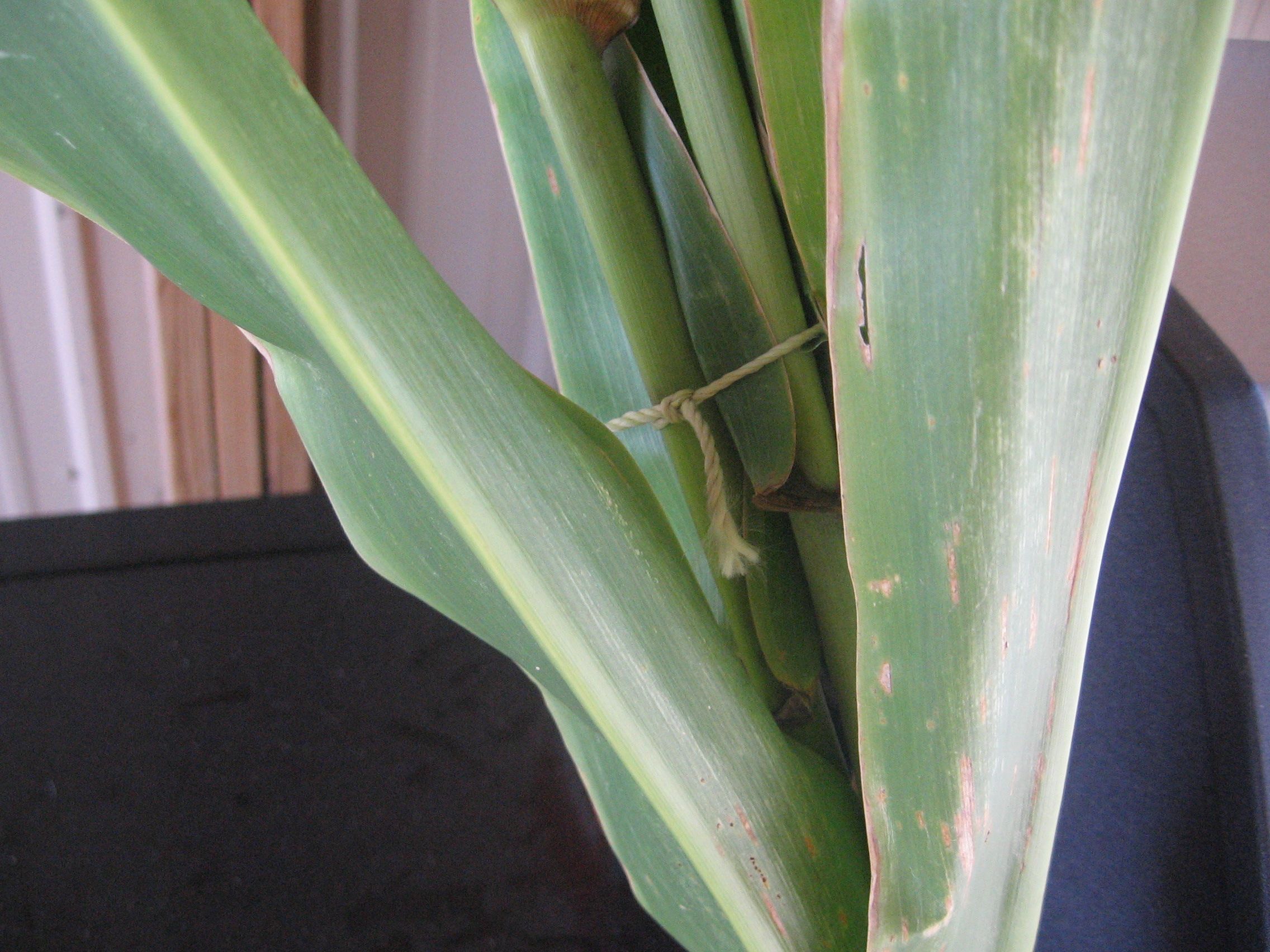 Easy Cornstalk Halloween/fall Decorations : 4 Steps - Instructables