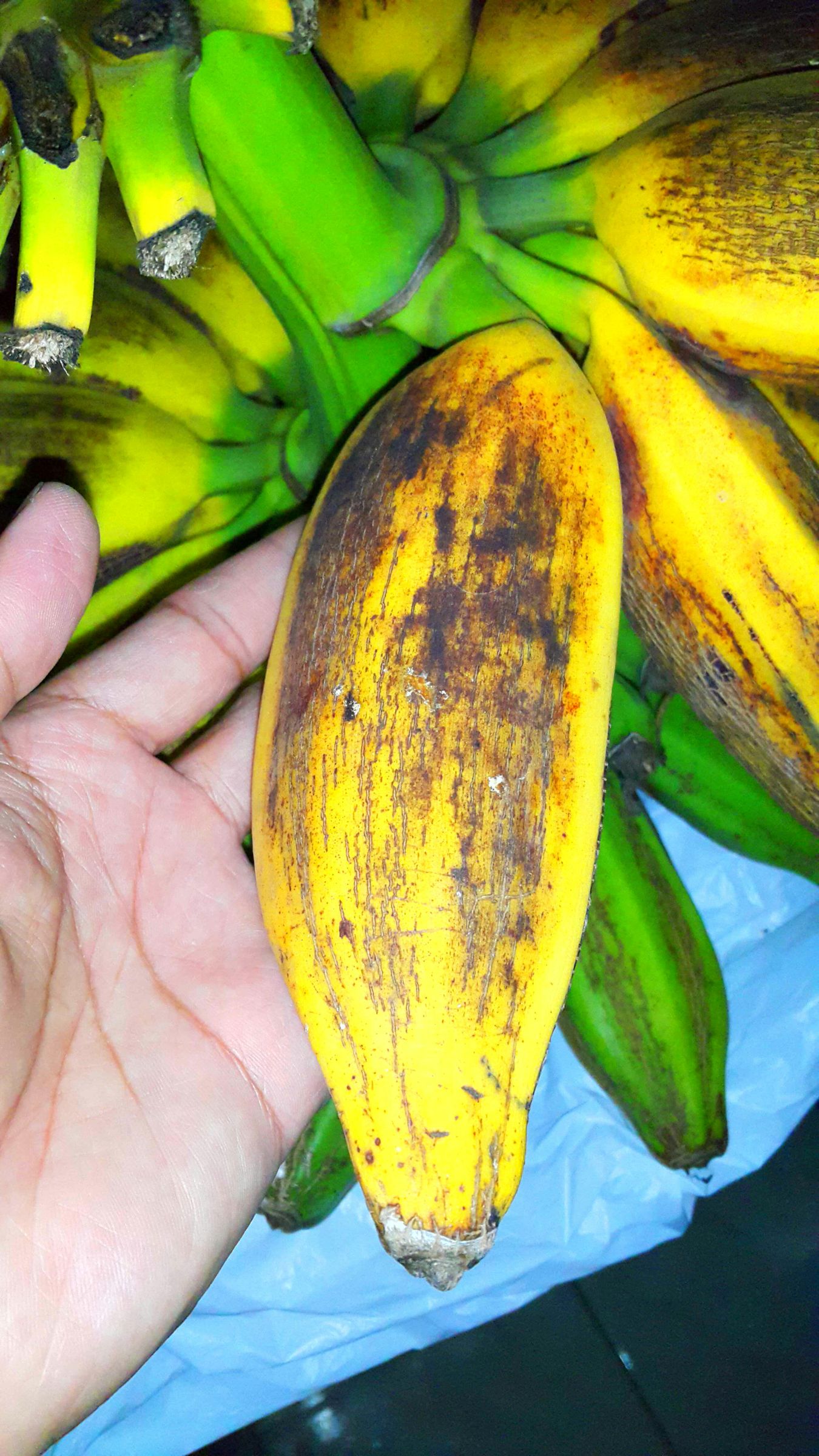 Best Way to Harvest Moco Plantains. : 3 Steps - Instructables