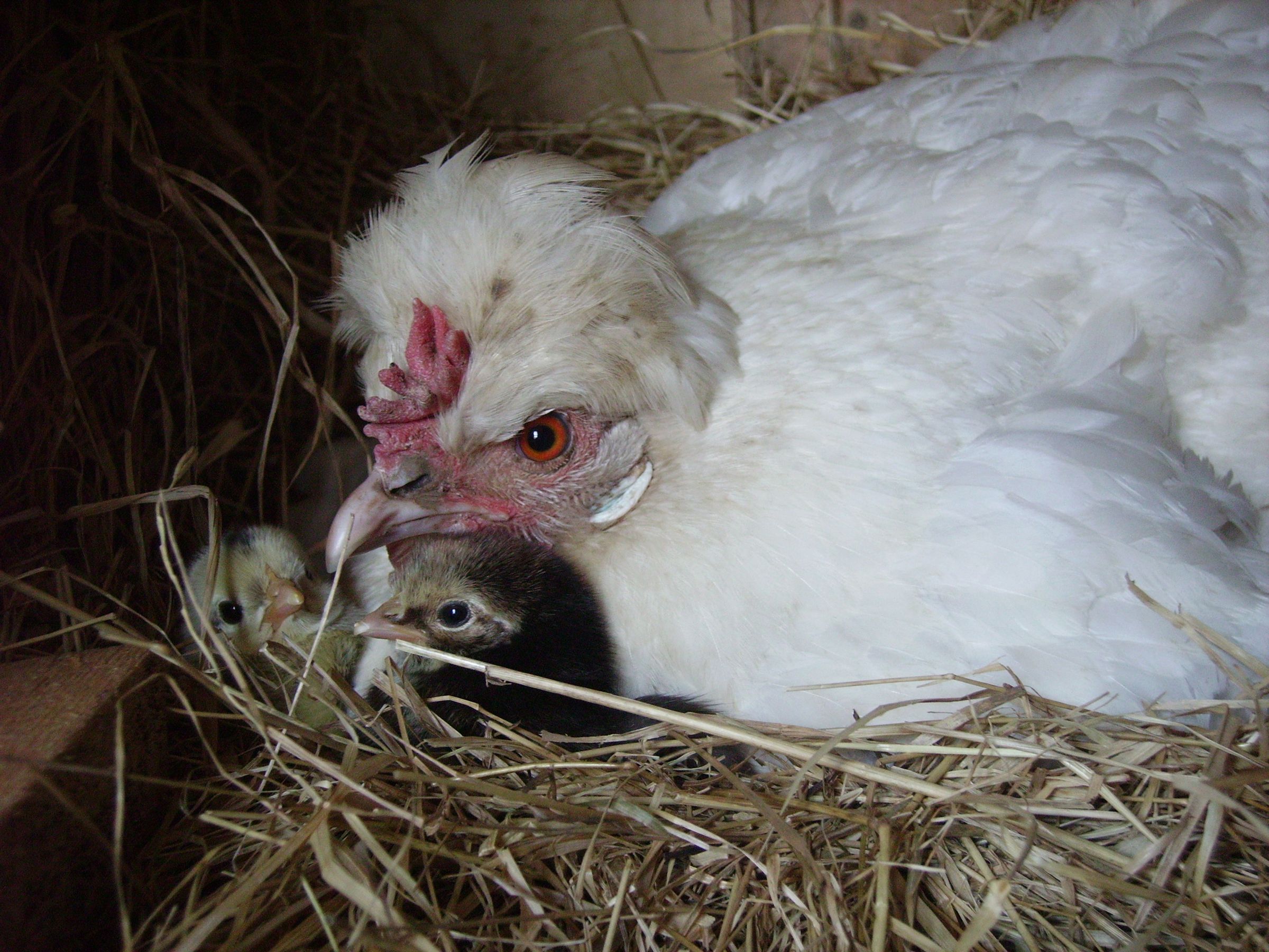 Hatching Chicken Eggs Naturally : 12 Steps (with Pictures) - Instructables