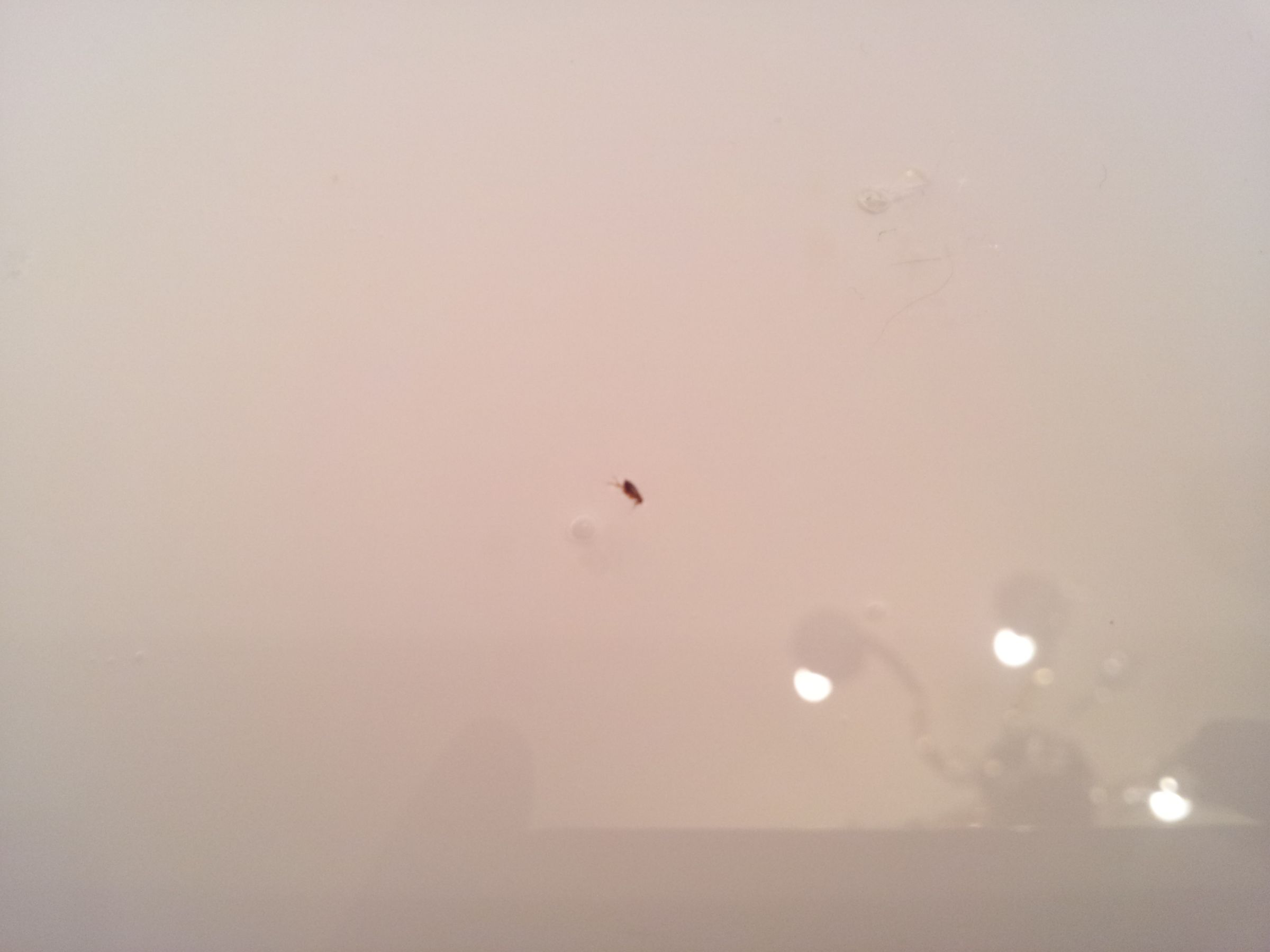 Catch 50 Fleas in One Night : 5 Steps (with Pictures) - Instructables