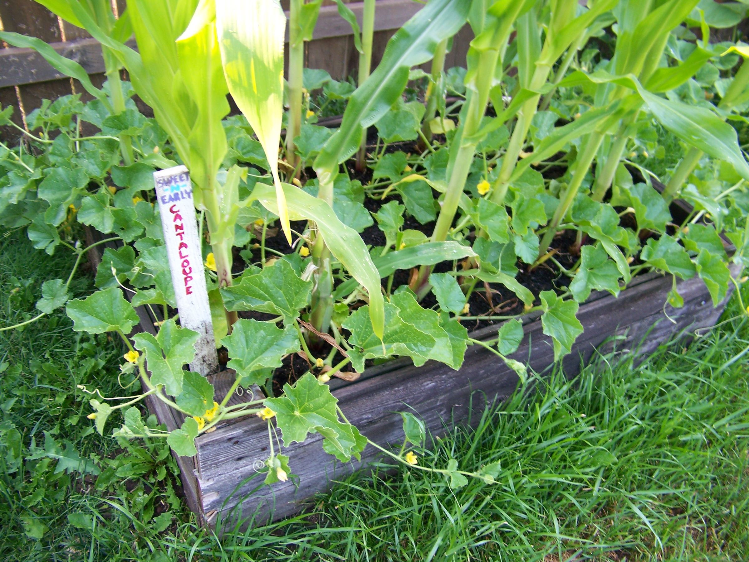 Raised Garden Beds (and More!) From Reclaimed Wood : 8 Steps (with ...