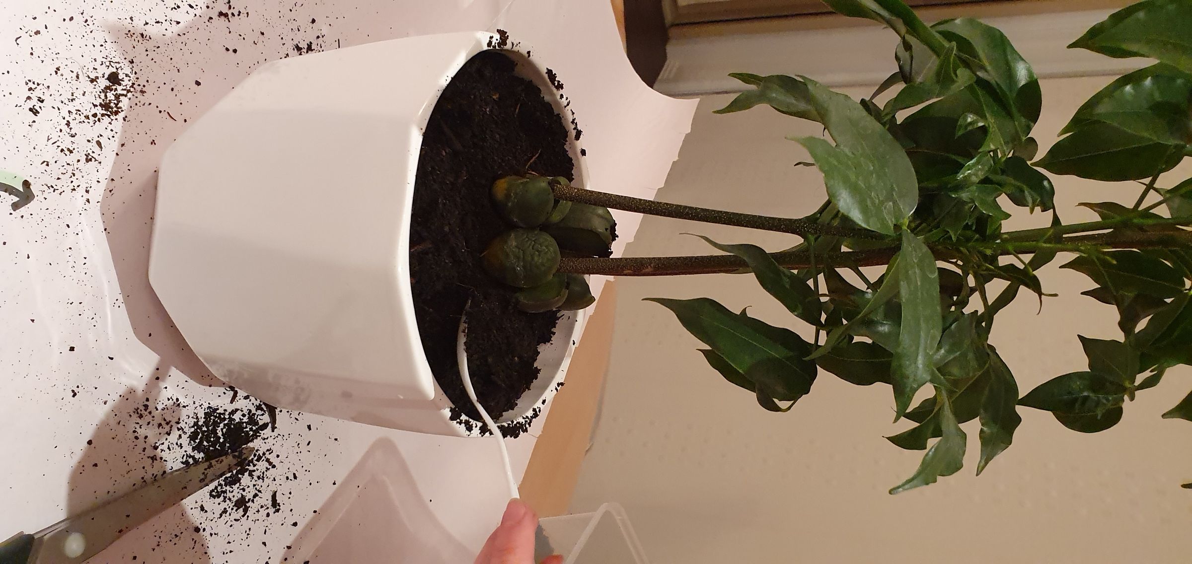 Re-Pot a Magical Bean : 6 Steps (with Pictures) - Instructables