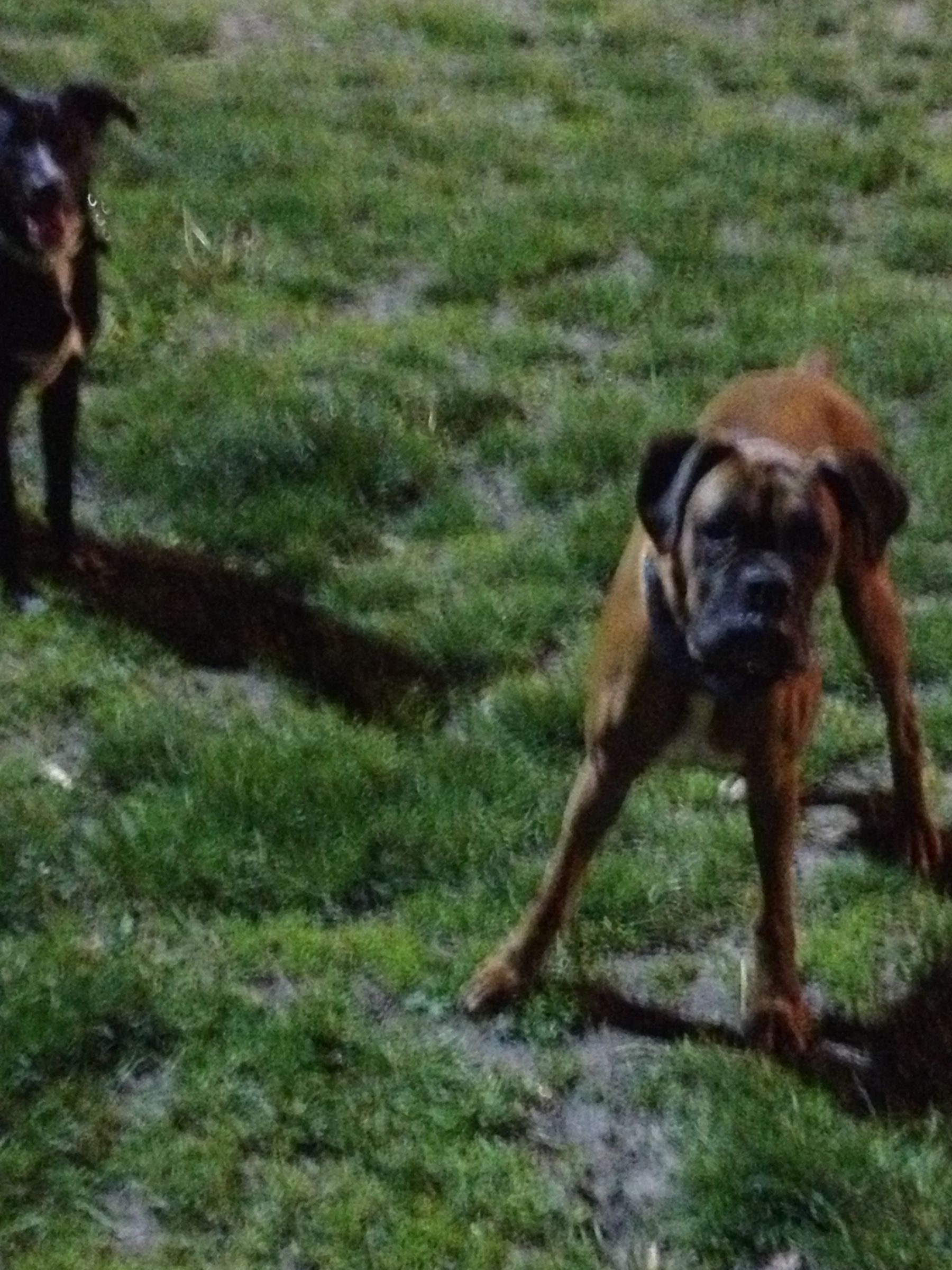 Teach Your Dog How to Wave Hello/Goodbye : 3 Steps - Instructables