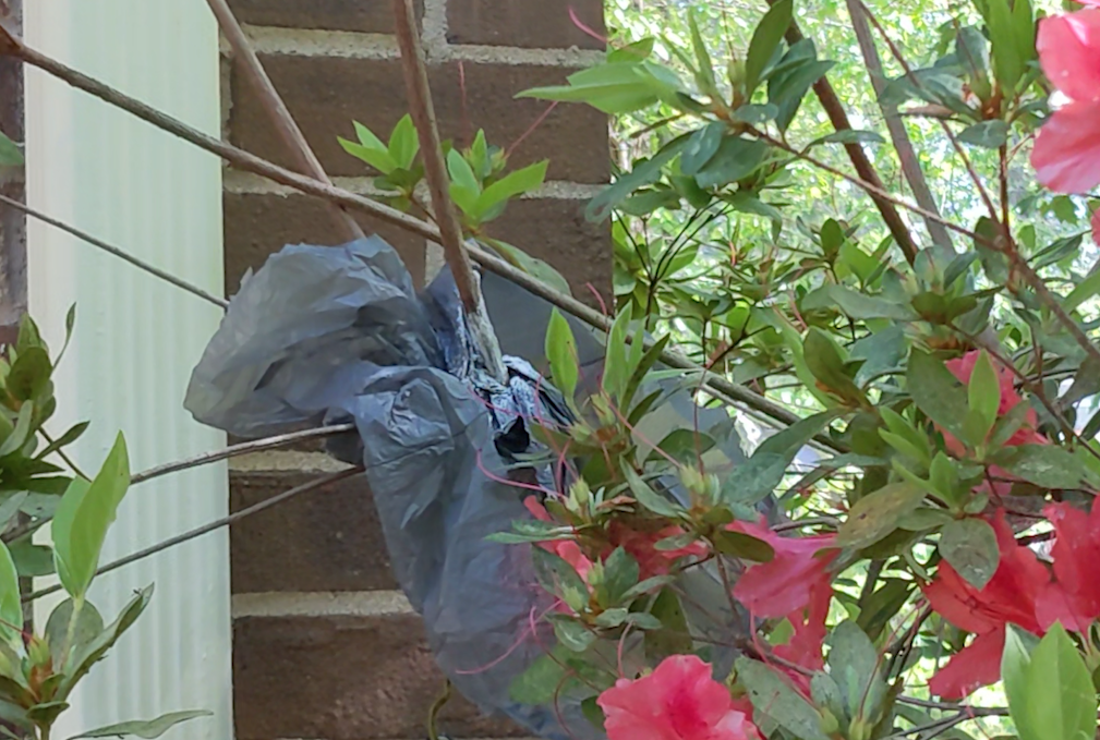Making a Natural Fence by Propagating Trees From Branches (the Root ...