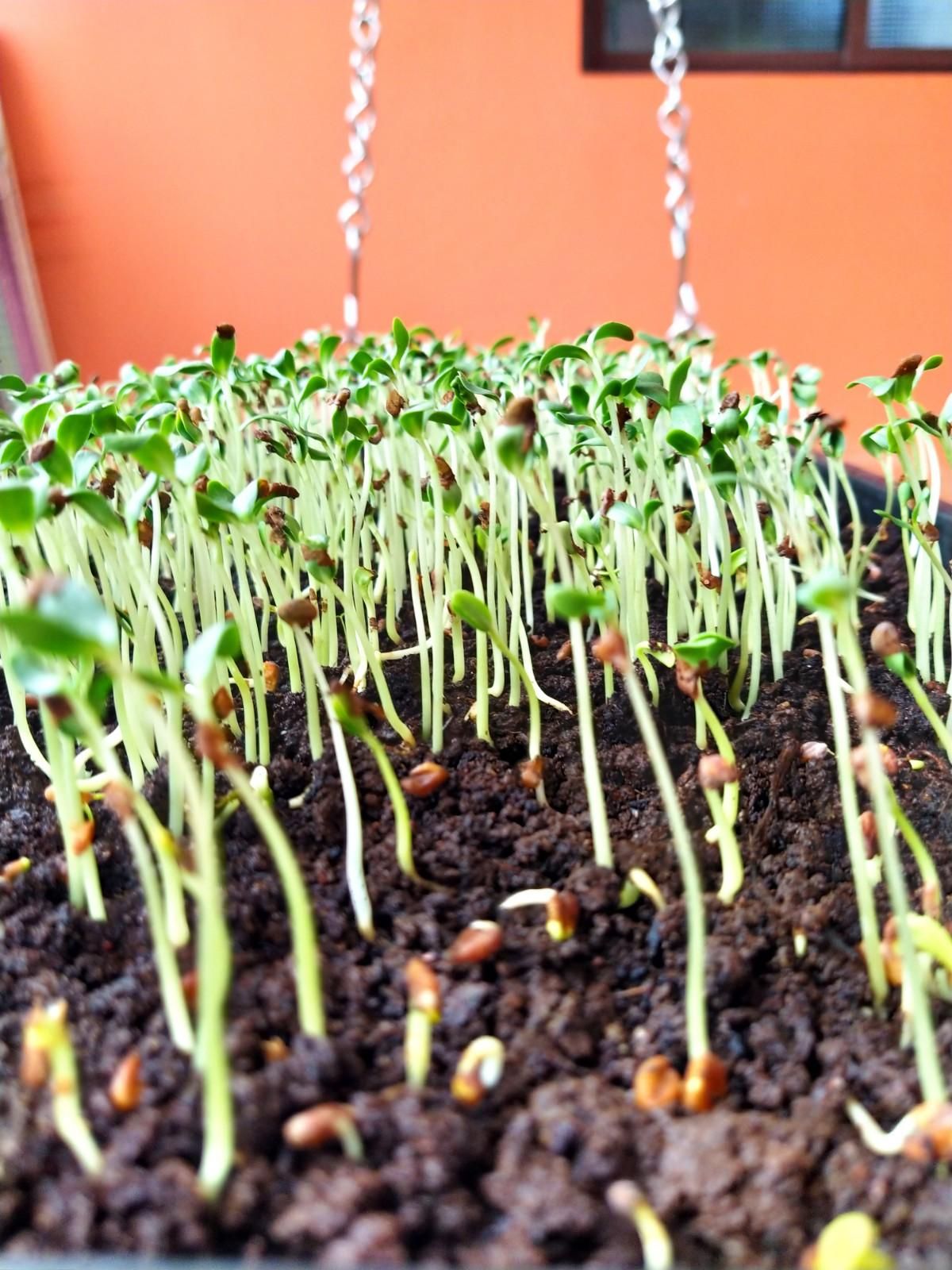 Basic Guide to Grow Micro 'green' : 14 Steps (with Pictures ...