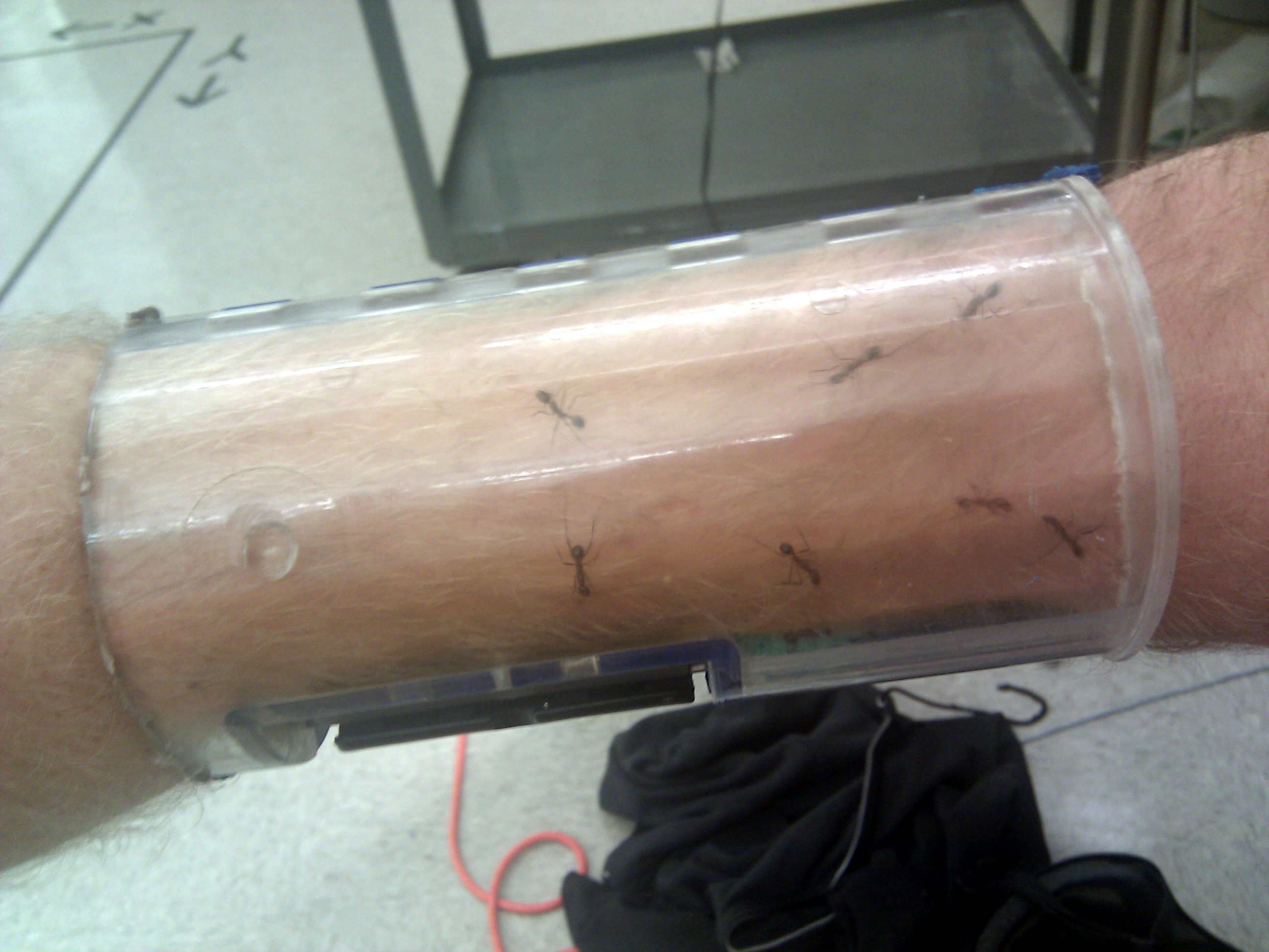 "Arm-y" Ant Farm V1.0 - Stay in Touch With Your Colony : 6 Steps (with ...