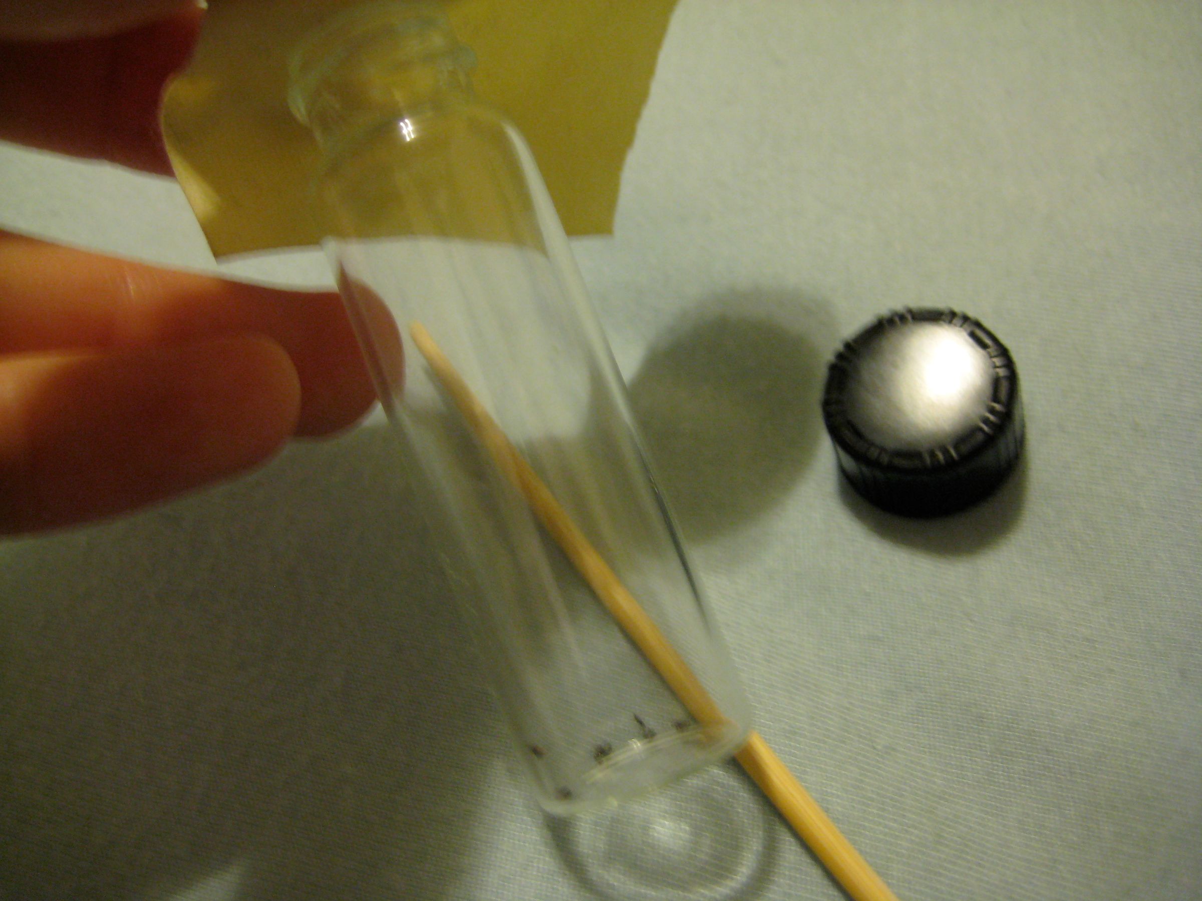How to Catch Fleas : 7 Steps - Instructables