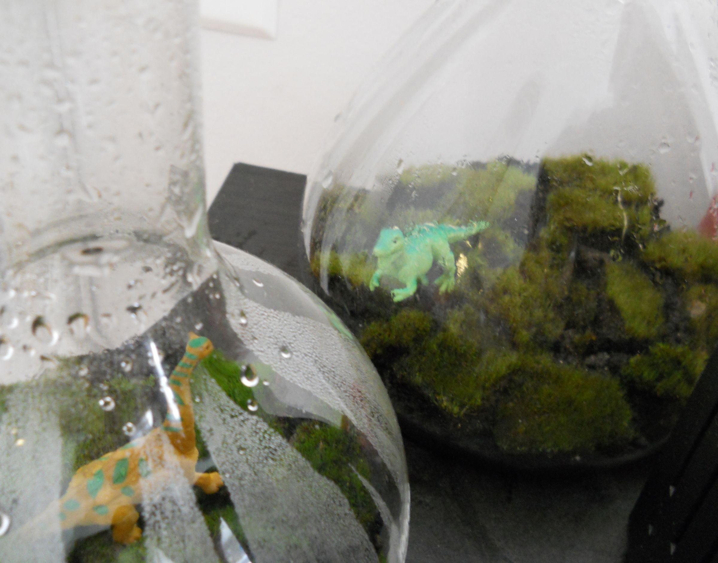 Moss Terrarium (with Pictures) - Instructables