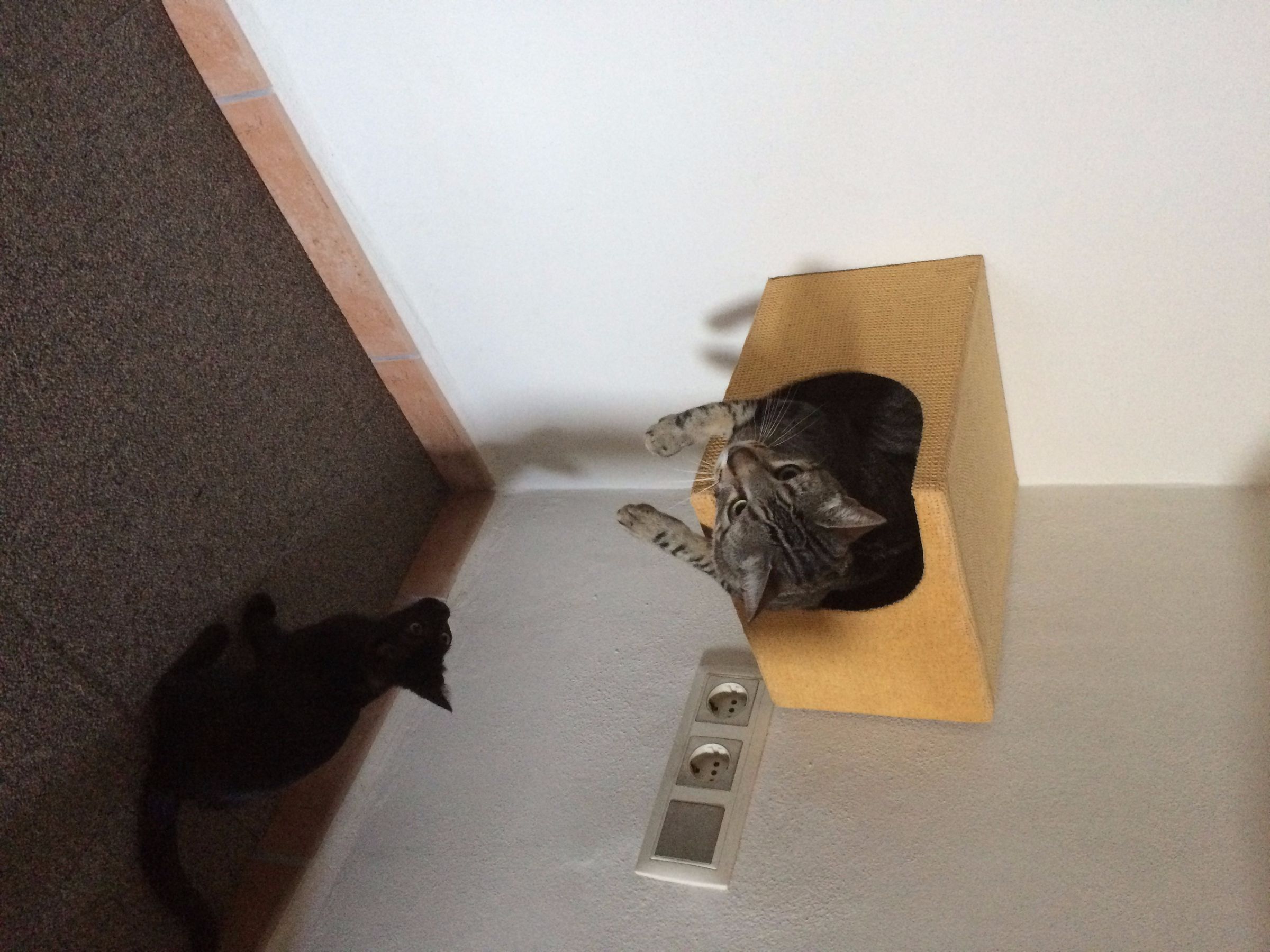 Cats' Corner : 10 Steps - Instructables