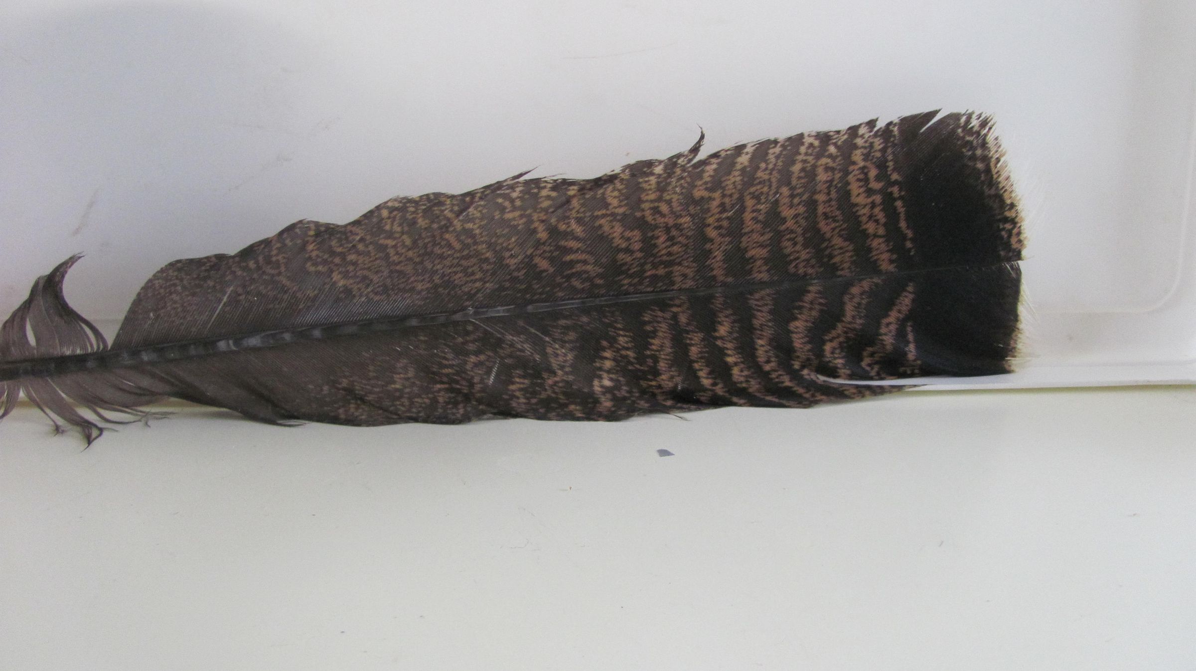 How to Make a Feather Pen (plus Invisible Ink!) : 8 Steps - Instructables