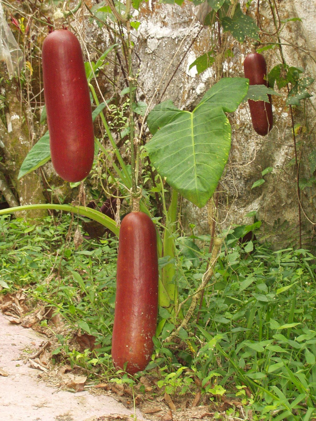 A REBAR TRELLIS - for Home and Garden : 9 Steps - Instructables
