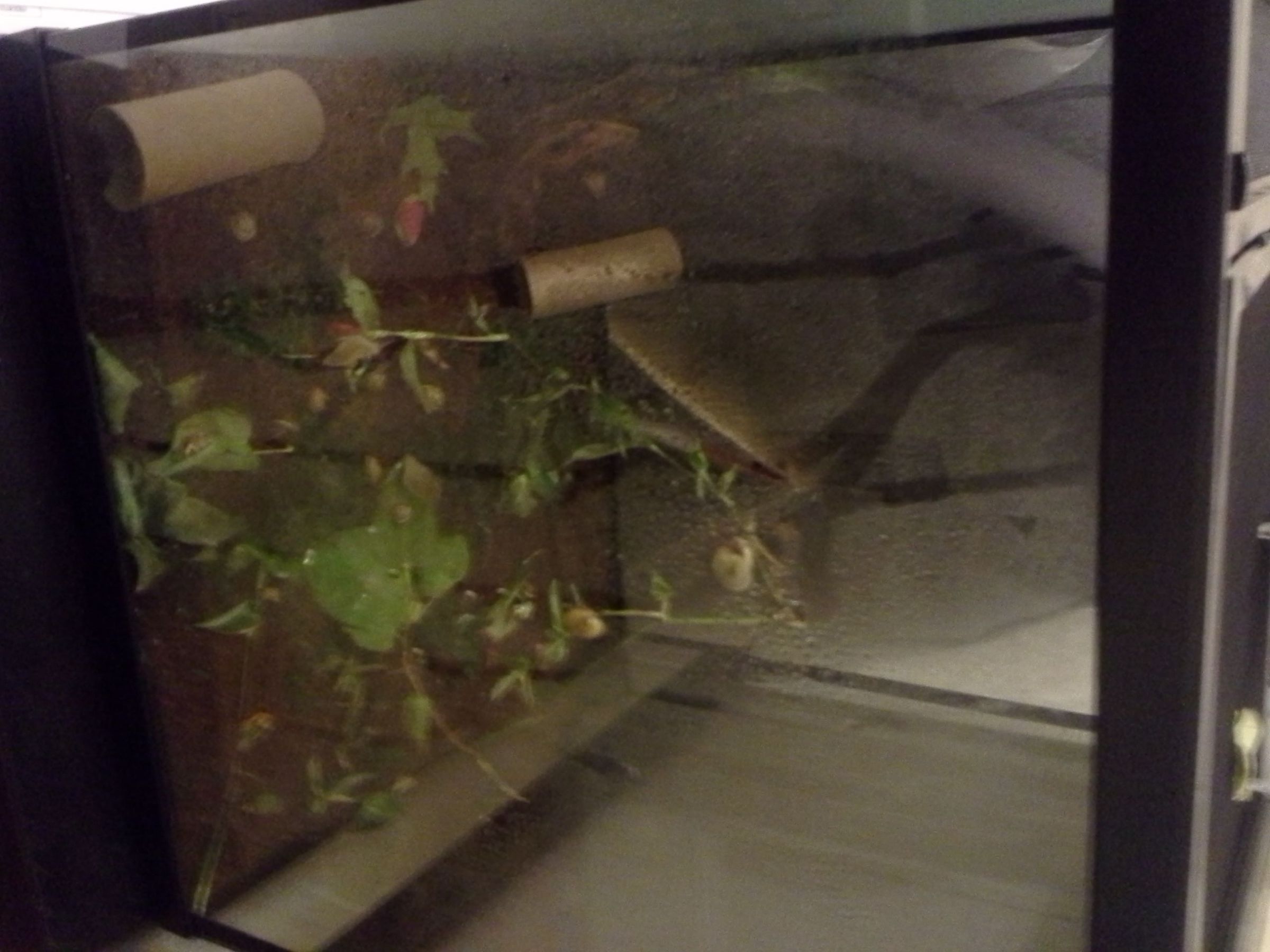 Snail Art: Making Art With Snails : 8 Steps (with Pictures) - Instructables