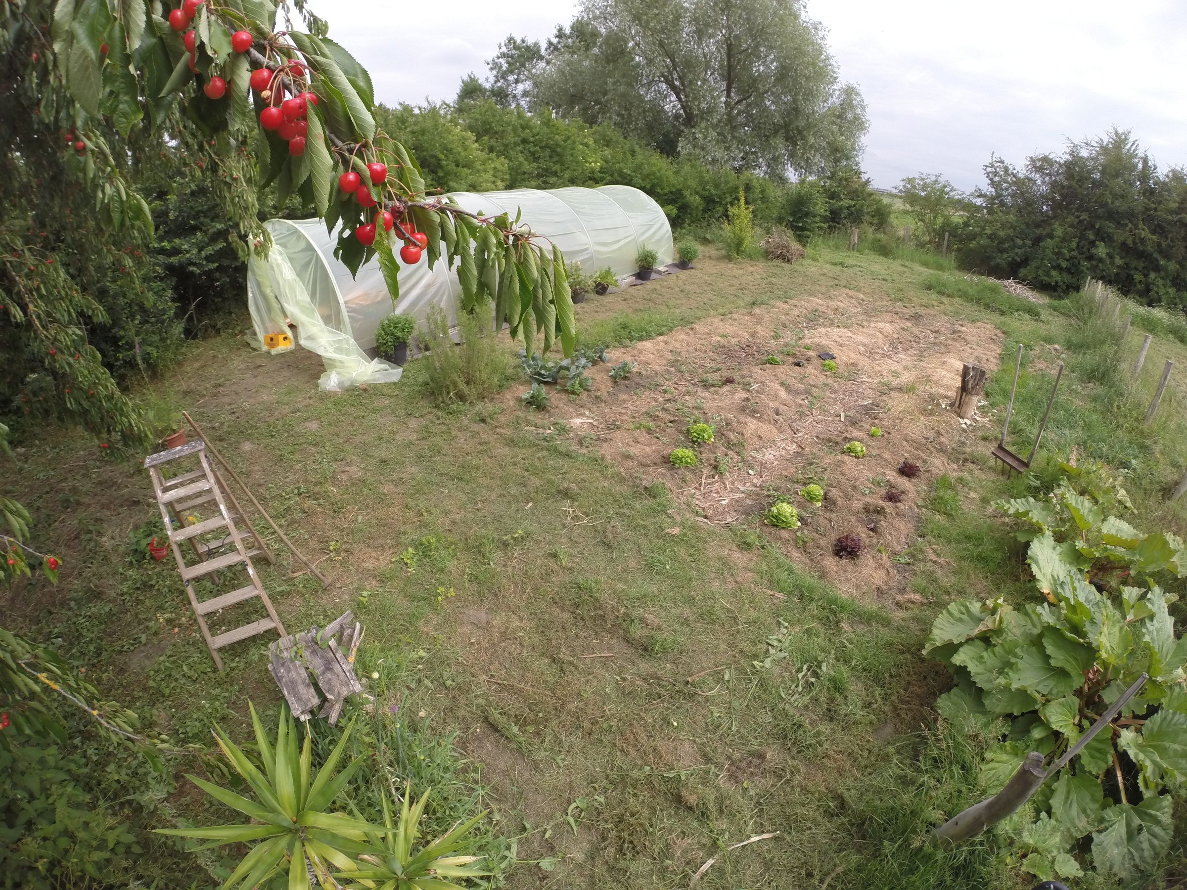 The Corona Diaries - Getting Started With Permaculture Gardening : 17 ...