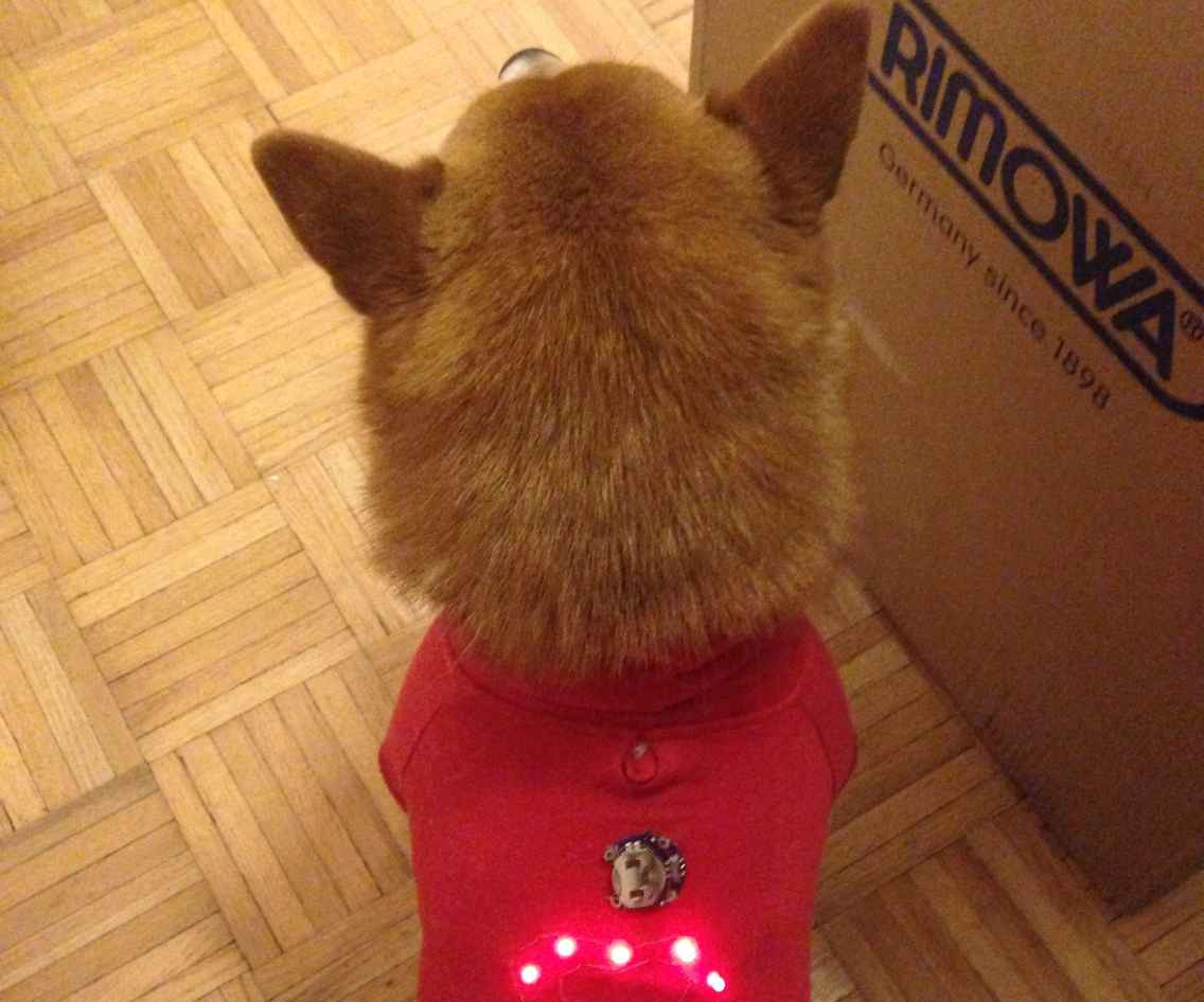 A Light Up Pet Hoodie : 6 Steps (with Pictures) - Instructables