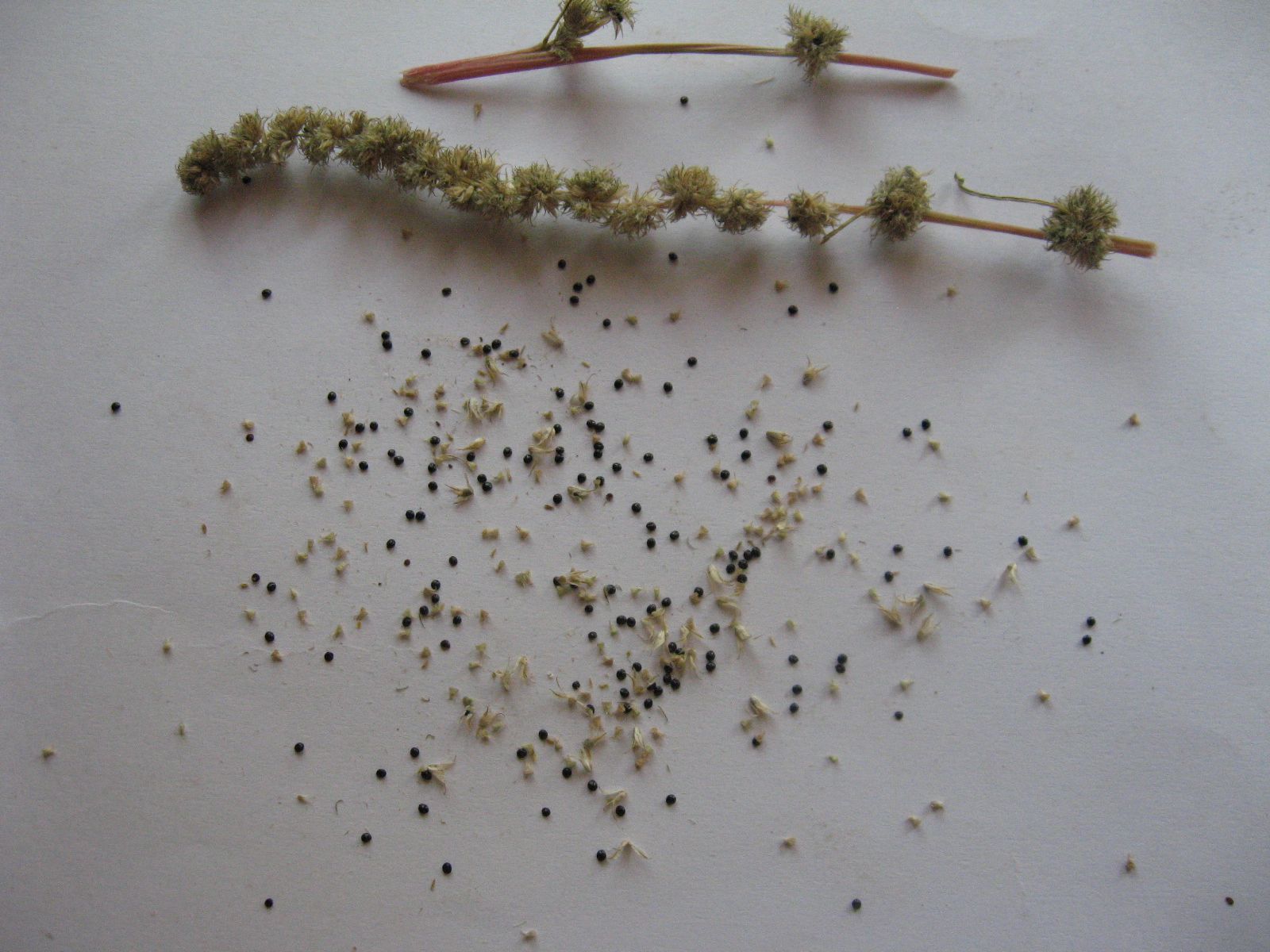 How to Grow Amaranth From Stems and Collect Seeds : 5 Steps (with ...