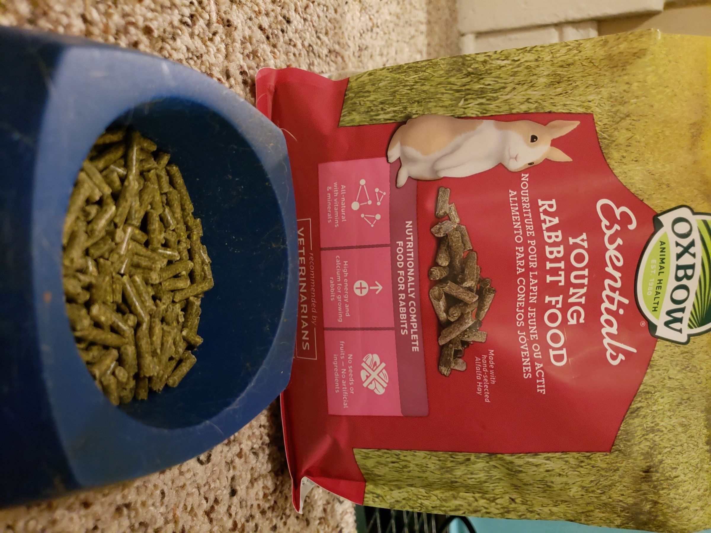 Basic Rabbit Care 101 : 9 Steps - Instructables