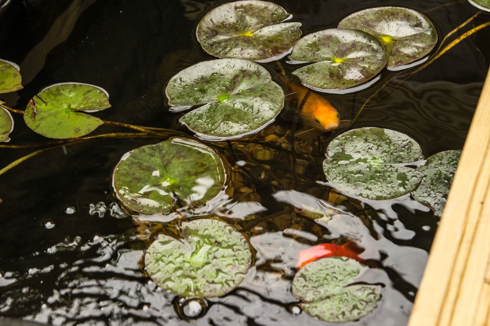 Raised Timber Pond With Waterfall and Bench : 8 Steps (with Pictures ...