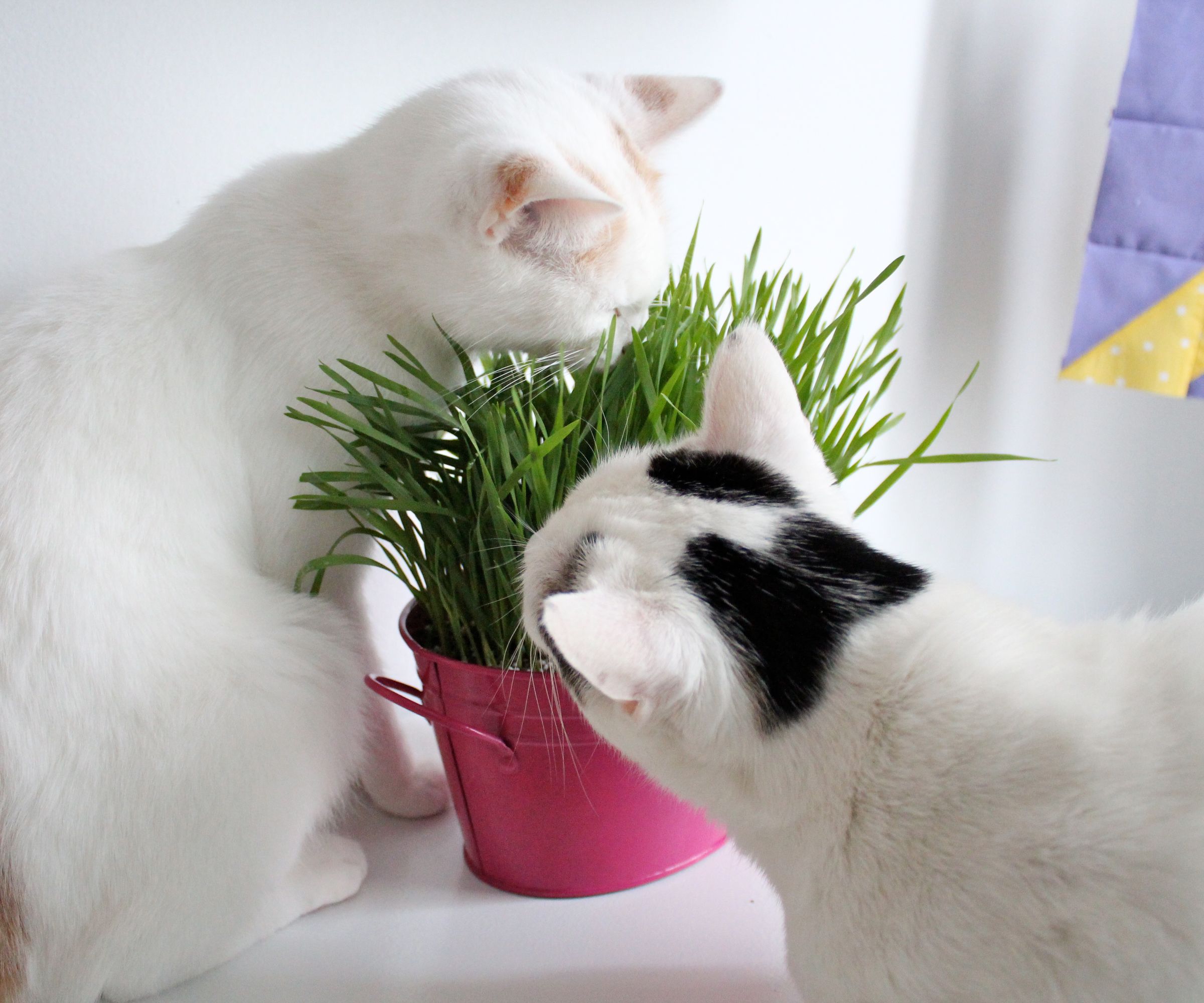 How to Grow Cat Grass : 5 Steps (with Pictures) - Instructables