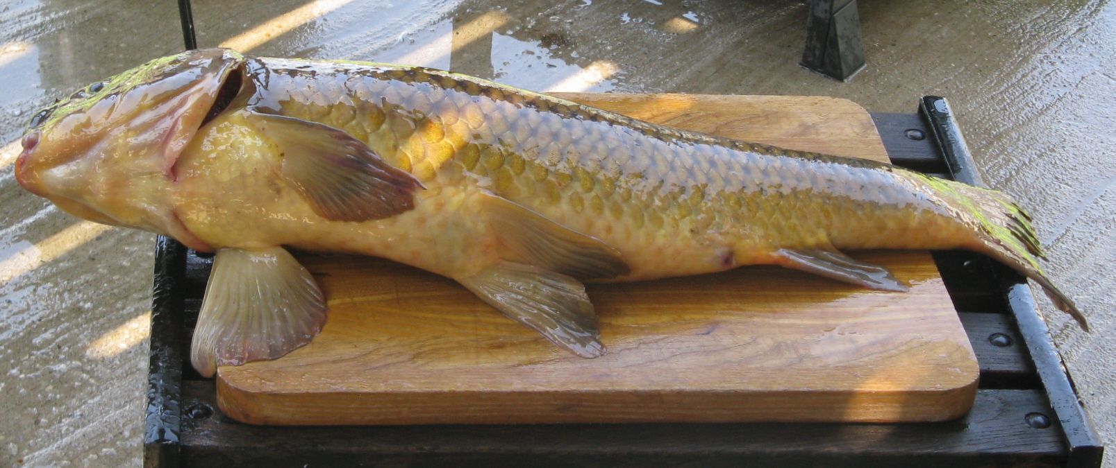 Deep Fried Carp Gefilte Fish : 7 Steps - Instructables