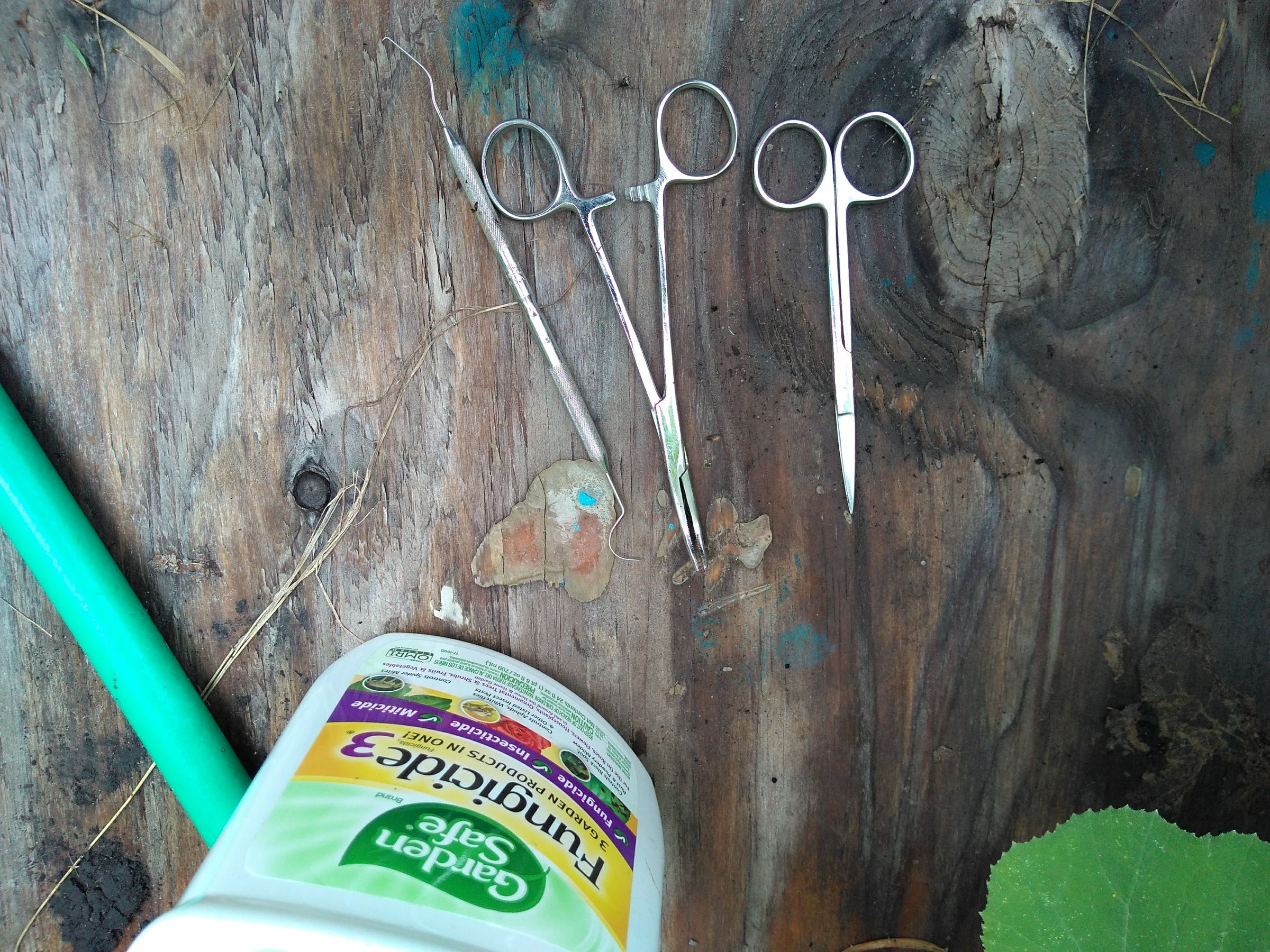 How to Hunt Vine Borers : 17 Steps (with Pictures) - Instructables