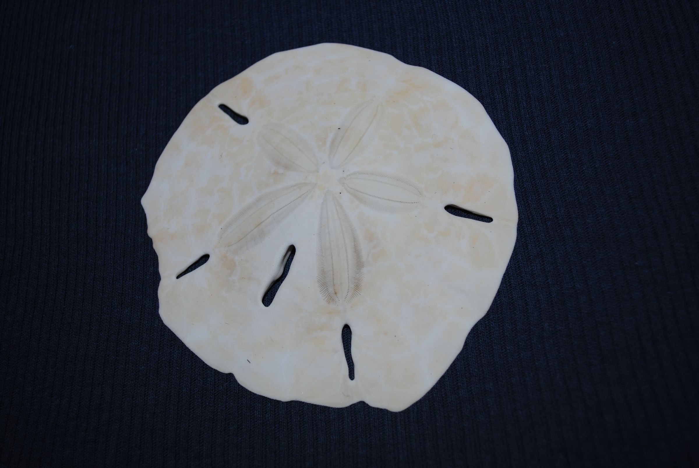 How to Bleach Sand Dollars : 6 Steps (with Pictures) - Instructables