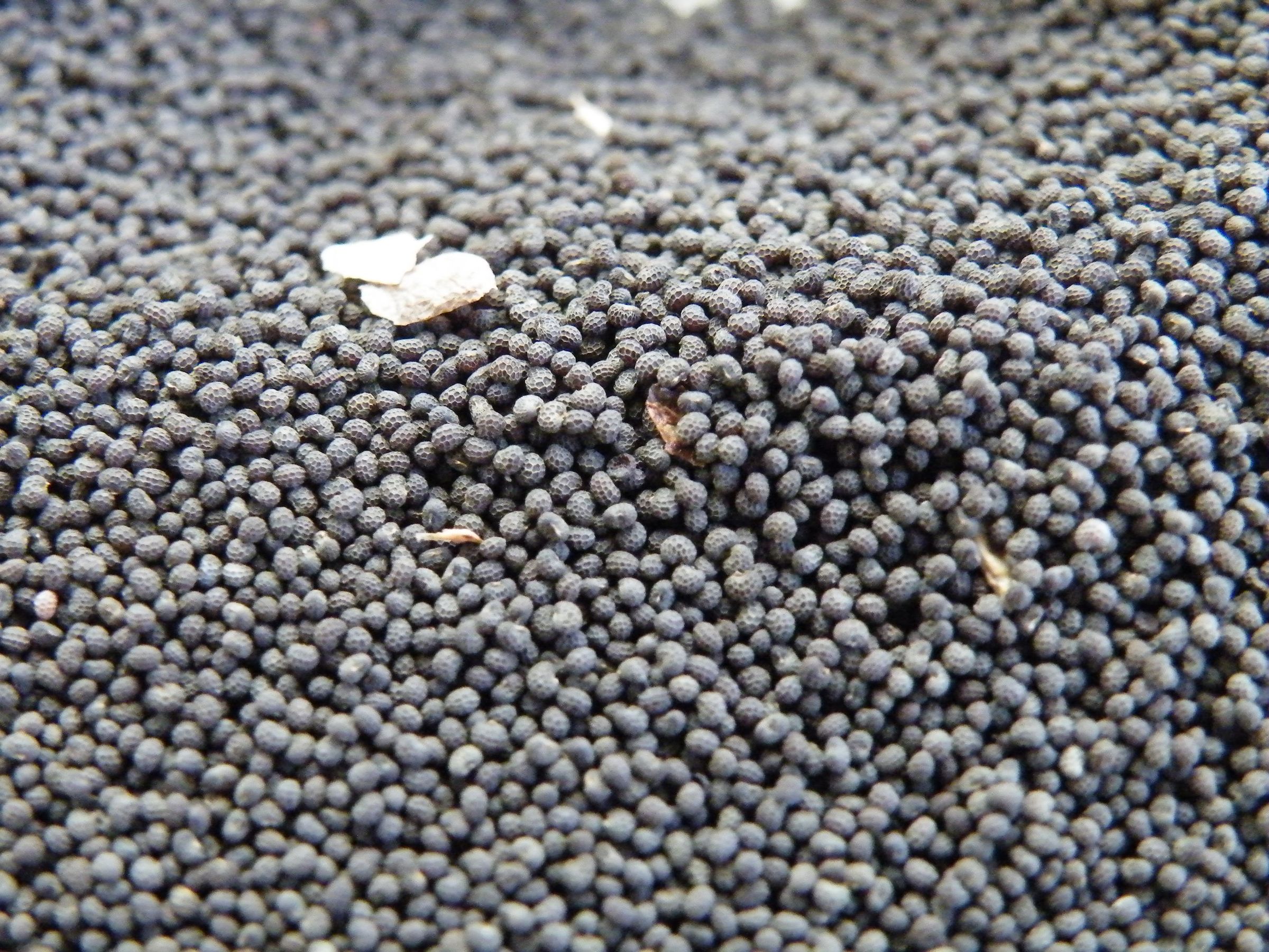 Gardening Science: Investigating Germination : 5 Steps (with Pictures ...