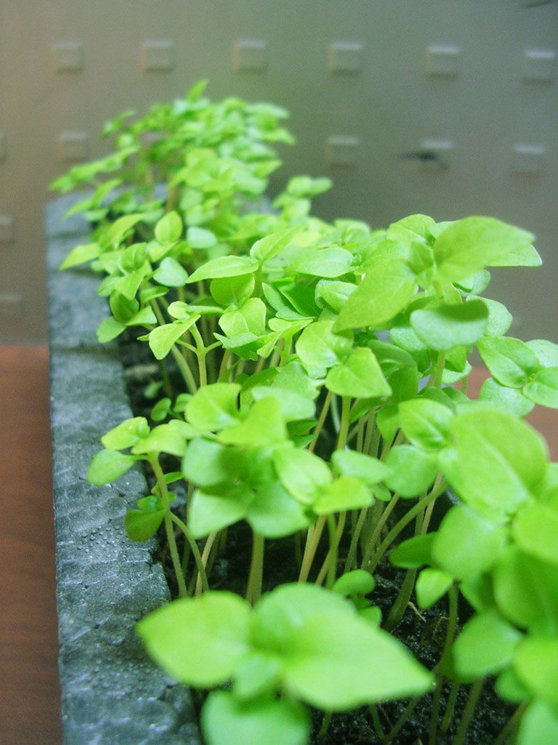 The Polystyrene Gets Green : 5 Steps - Instructables