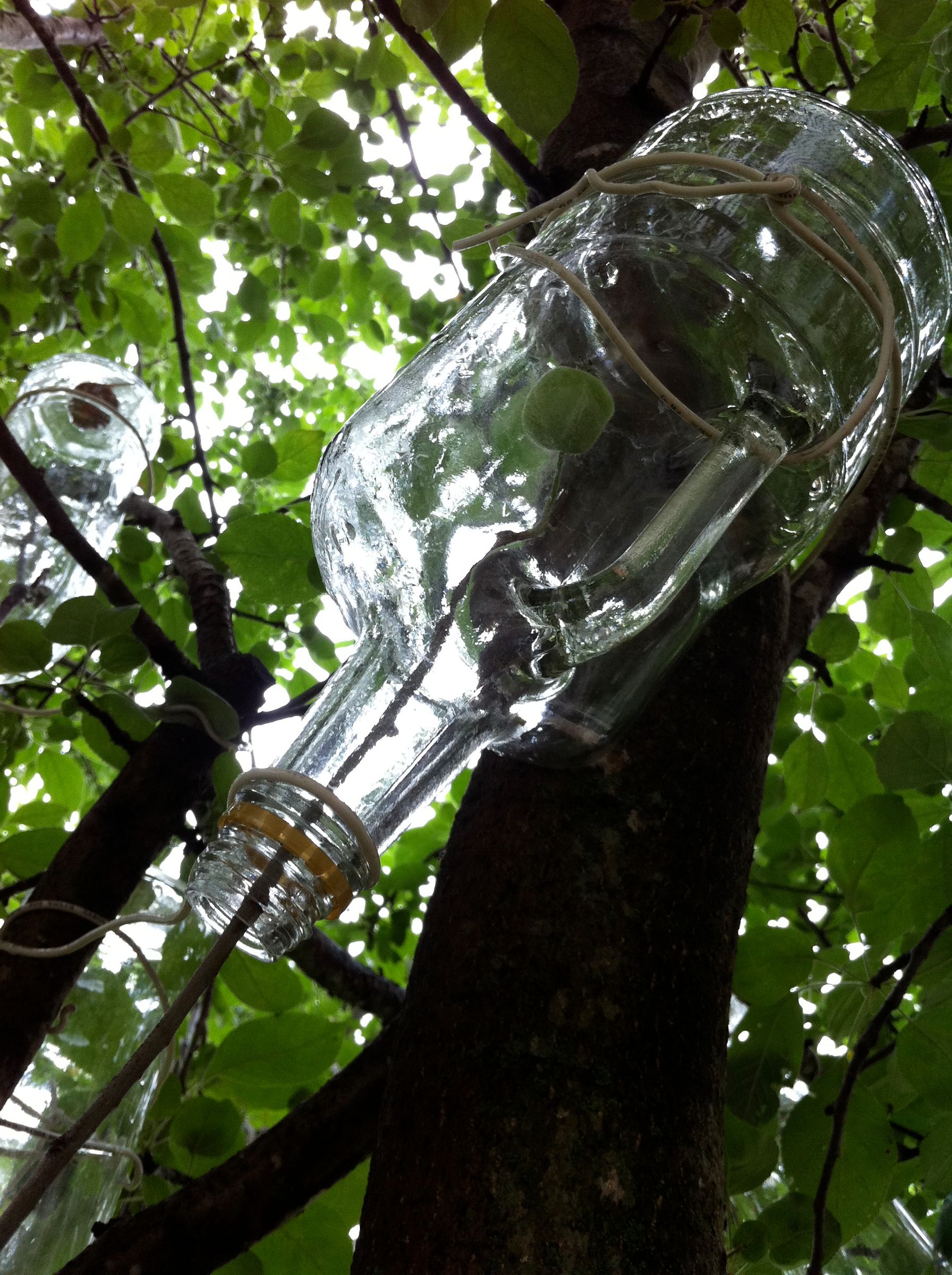 How to Grow an Apple in a Bottle : 15 Steps (with Pictures) - Instructables