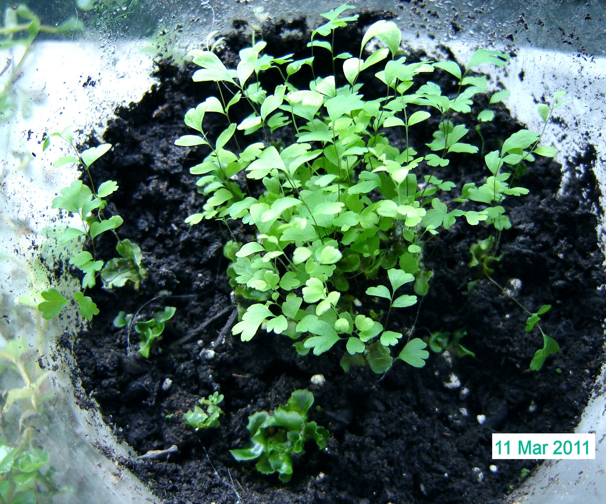 How to Grow Ferns From Spores (with Pictures) - Instructables