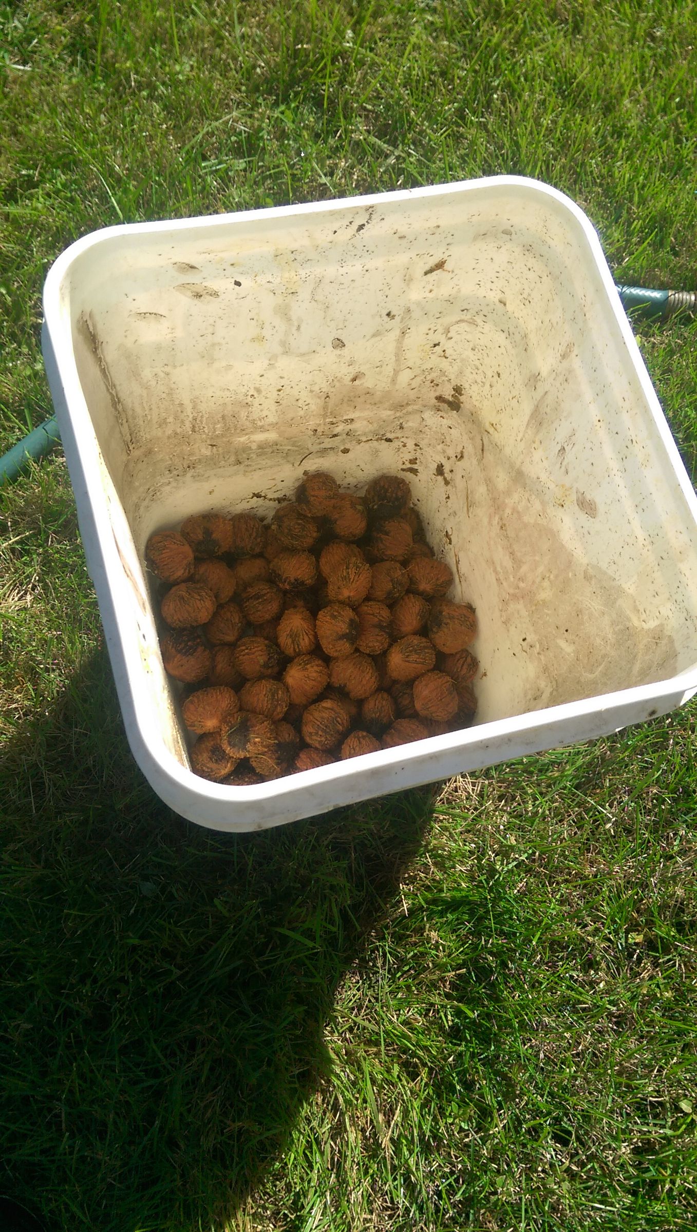 Forage and Process Your Own Black Walnuts! : 6 Steps (with Pictures ...
