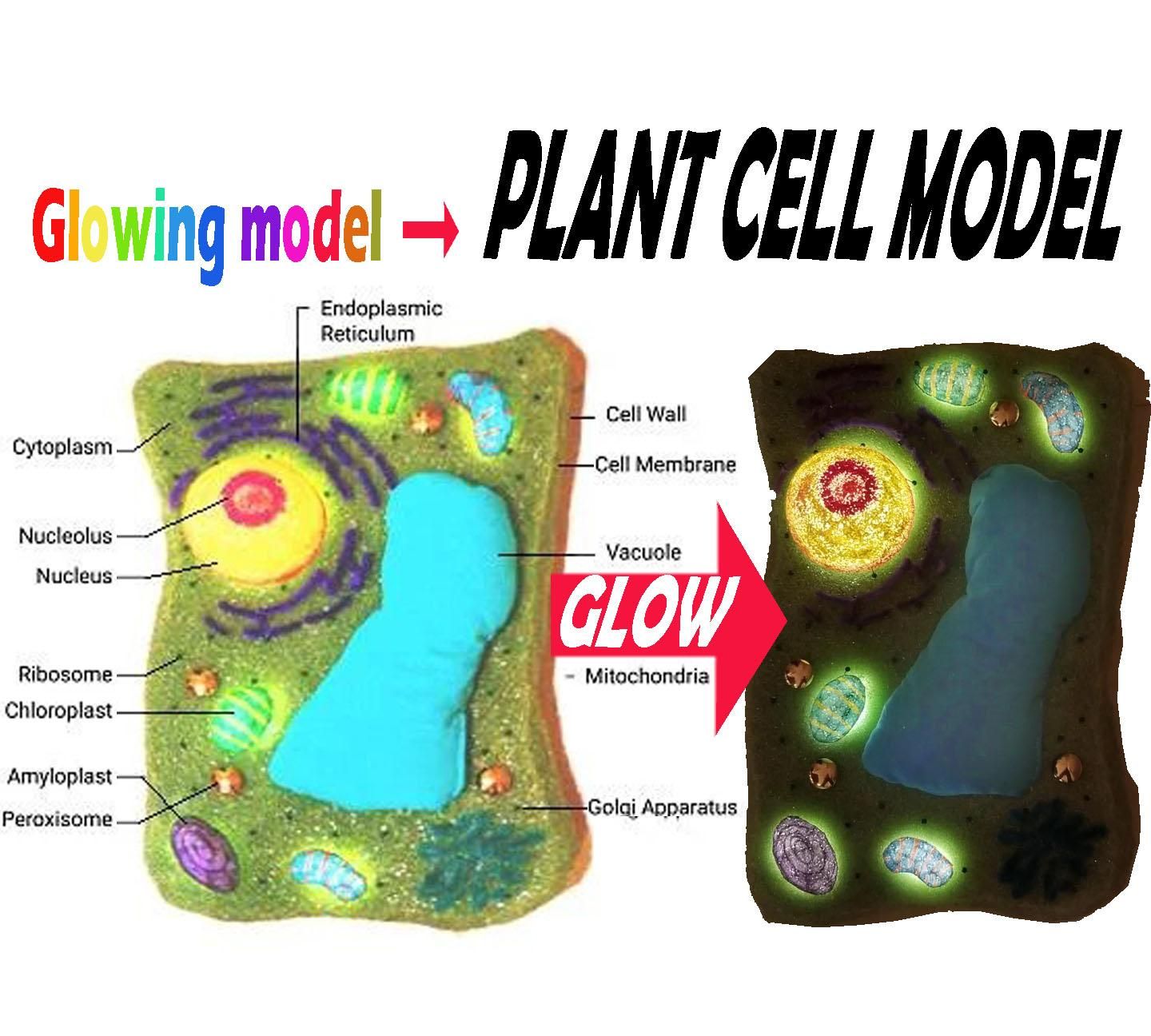 Cell Model Educational Model From Recycled Materials : 5 Steps (with ...