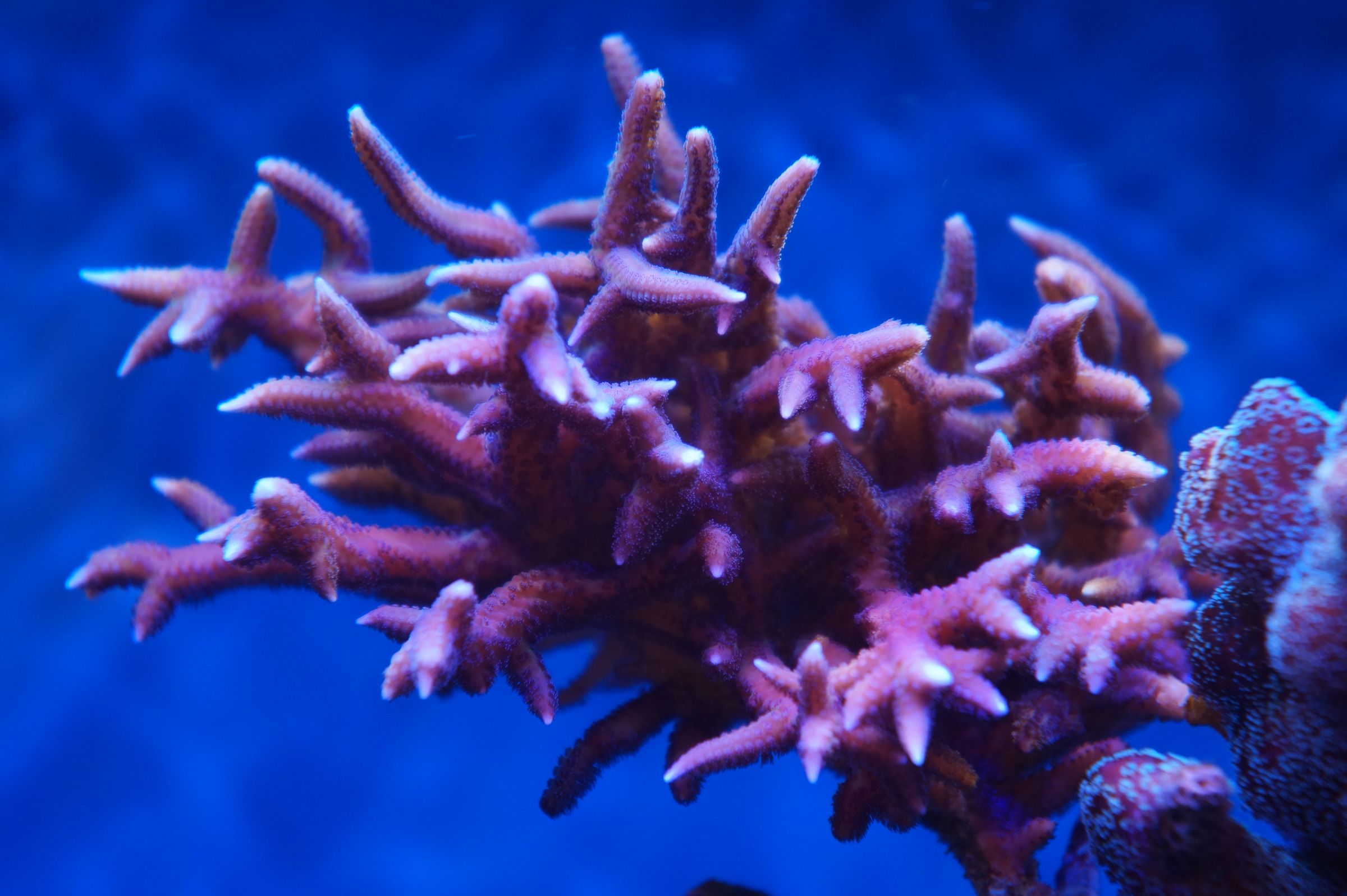 EAL - Arduino Controlled Coral Feeder : 8 Steps (with Pictures ...