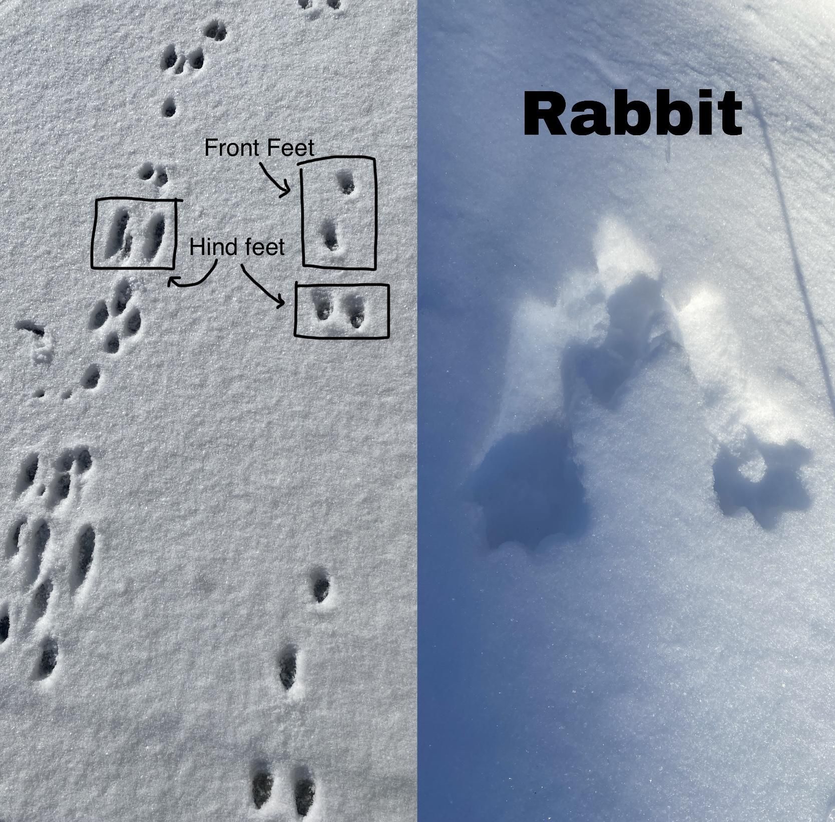 Identifying Wildlife Tracks : 4 Steps - Instructables