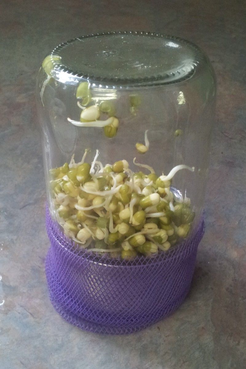 Super Easy Seed and Bean Sprouter : 5 Steps - Instructables