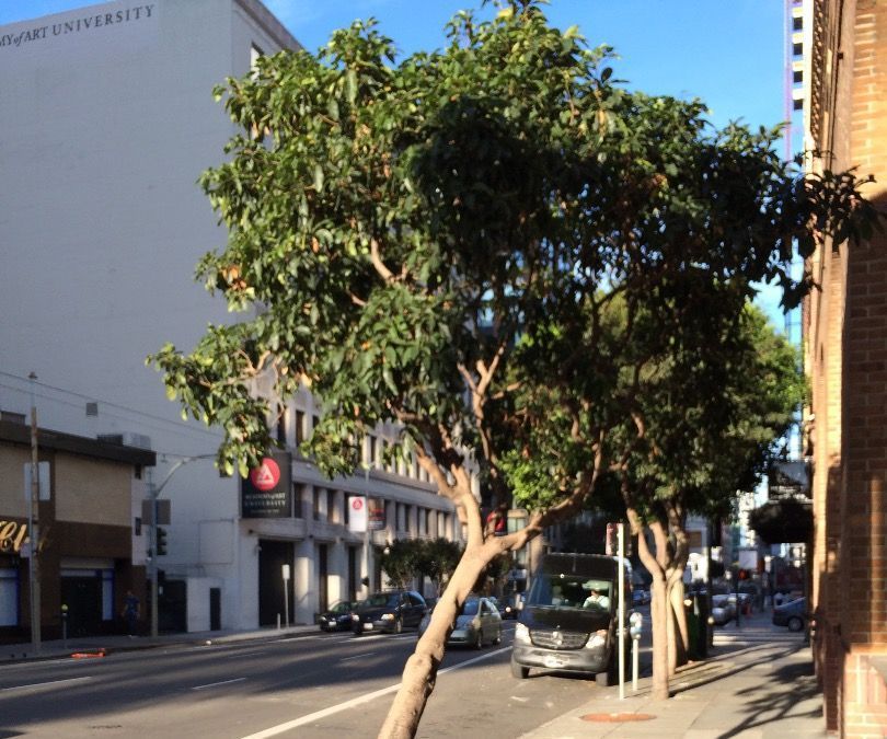 Tree Windscreen, San Francisco : 25 Steps - Instructables