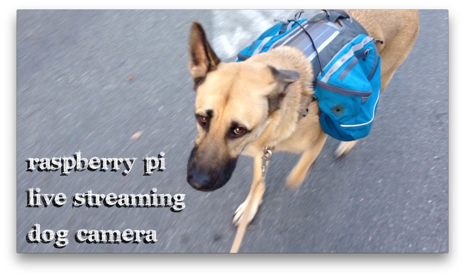Dog Wearables (Live Streaming Dog Camera) : 6 Steps (with Pictures ...