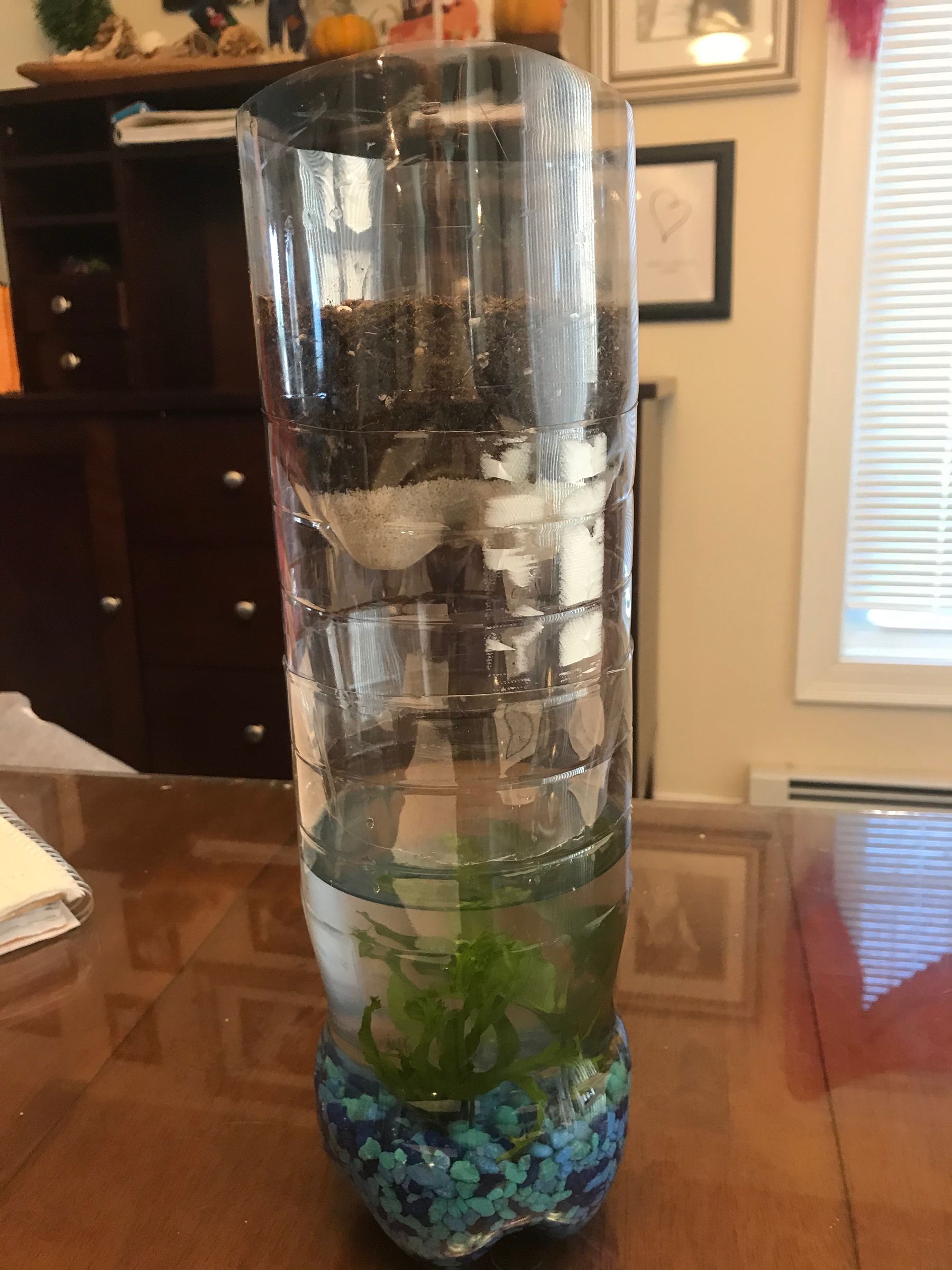 Ecosystem in a Bottle : 11 Steps (with Pictures) - Instructables