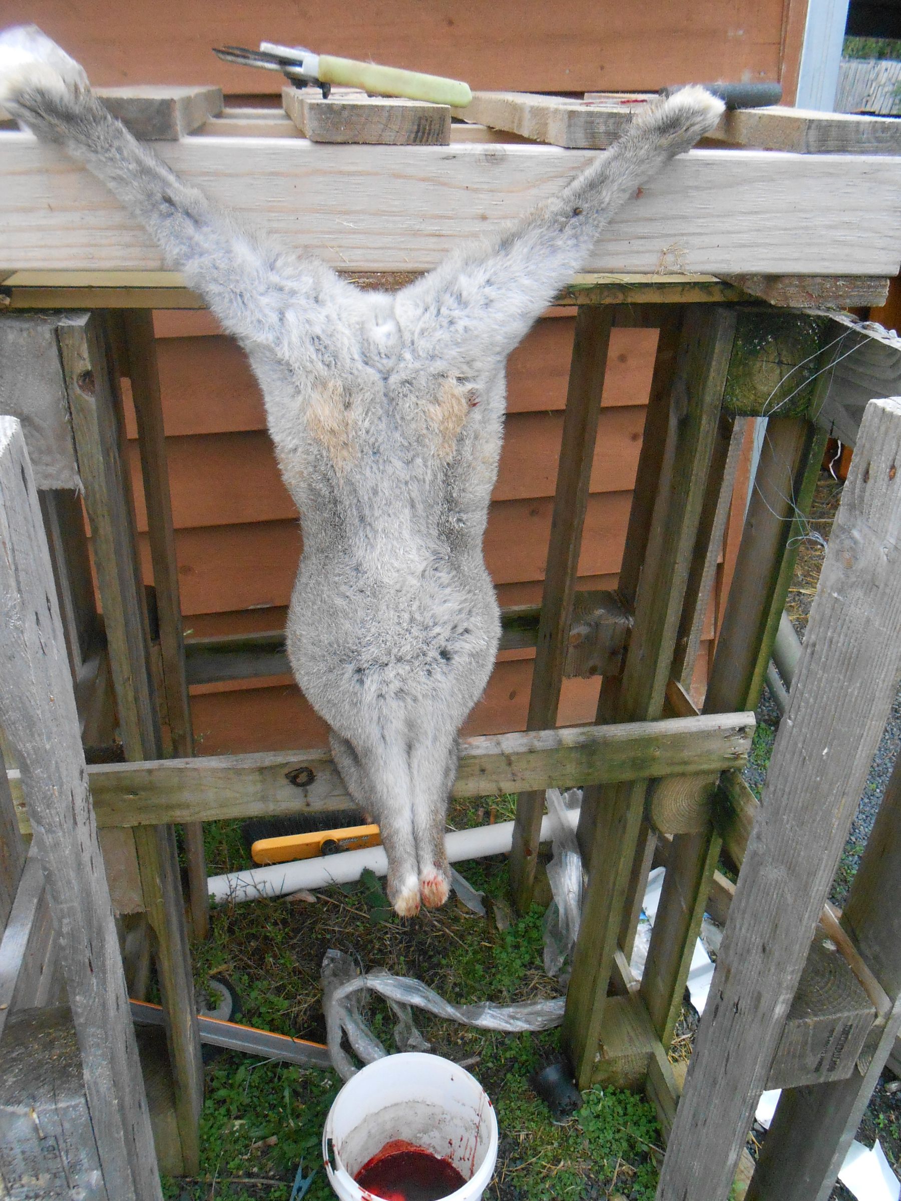 Simple Method to Butchering a Rabbit : 7 Steps - Instructables
