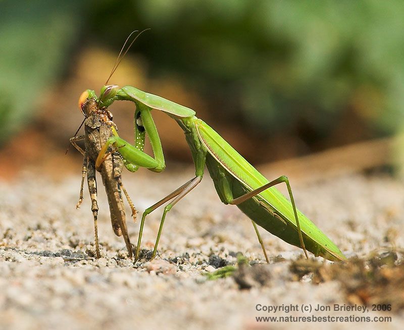 How to Raise Baby Praying Mantis' : 6 Steps - Instructables