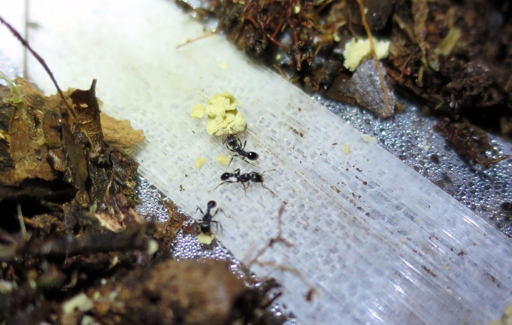 Fiber-Optic Jungle Insect Traffic Taster : 17 Steps (with Pictures ...