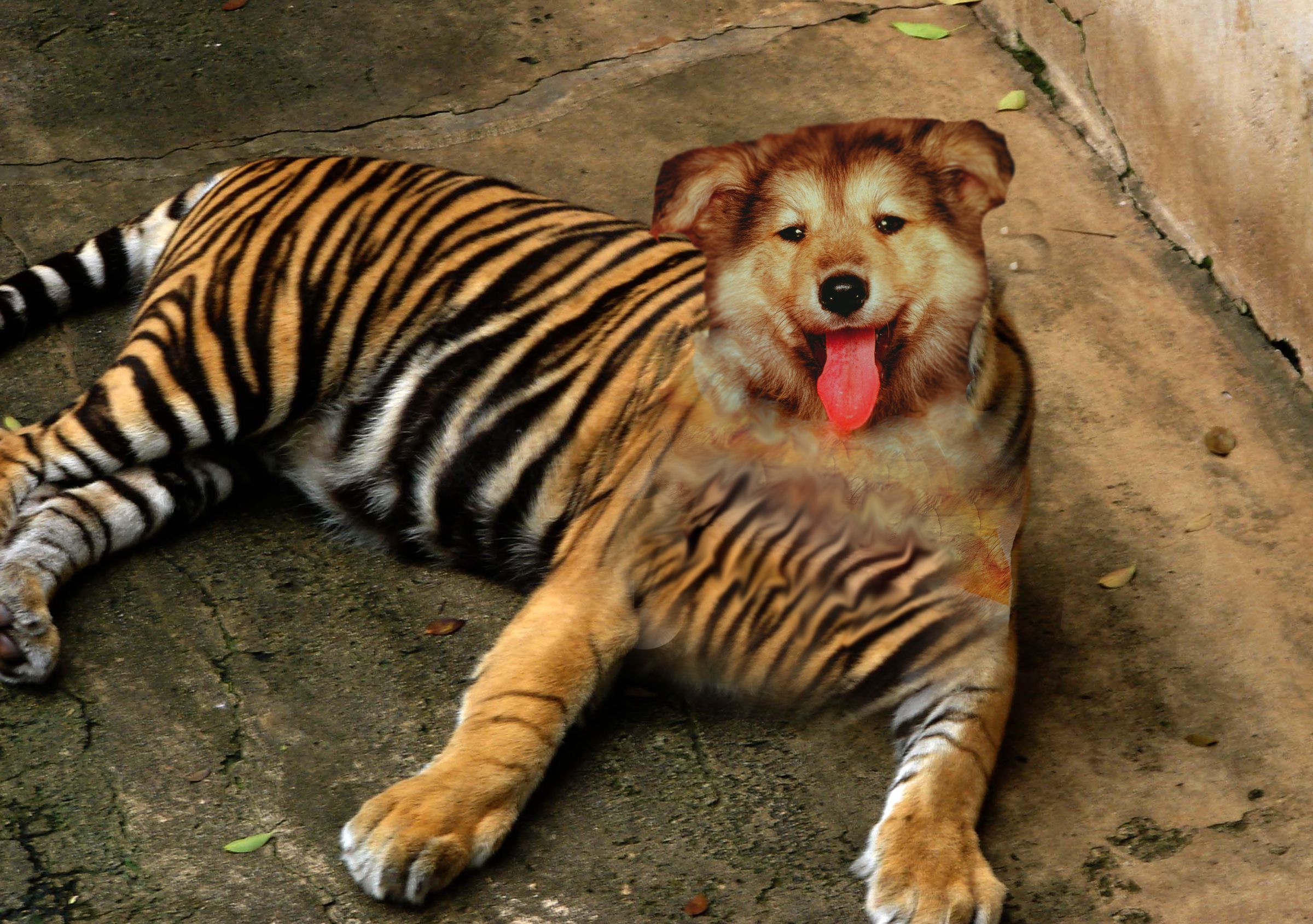 How to Morph Animals Using GIMP (free Software) : 5 Steps - Instructables