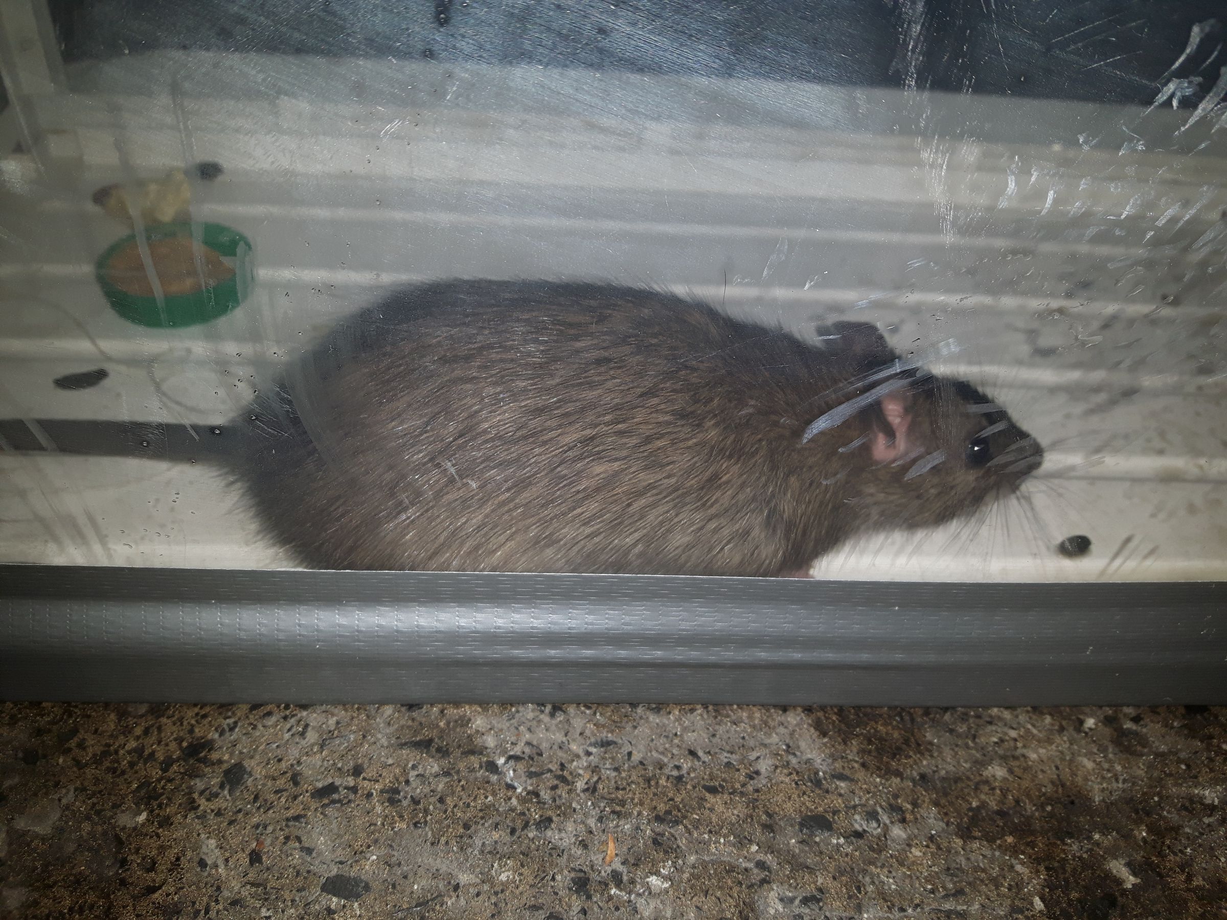 IKEA Greenhouse Rat Trap : 6 Steps (with Pictures) - Instructables