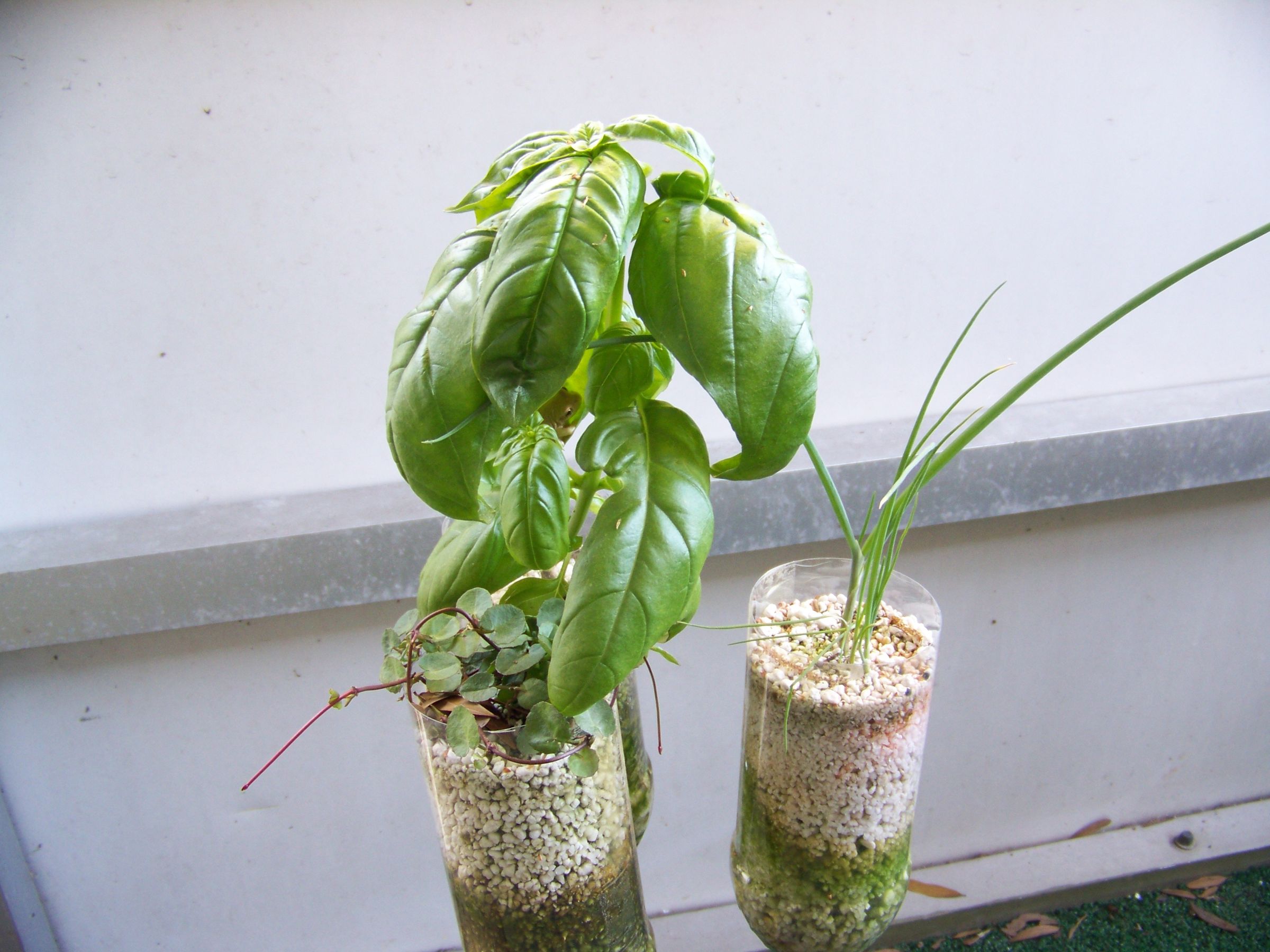 Solar Thermally Pumped Hydroponic System : 6 Steps (with Pictures ...