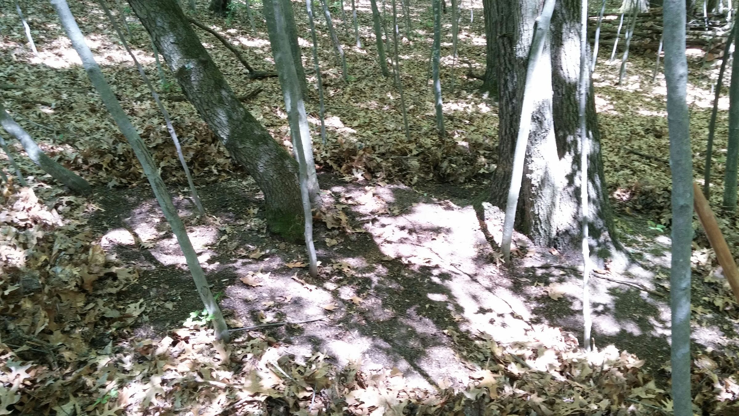 Leaf and Stick Fort : 4 Steps - Instructables