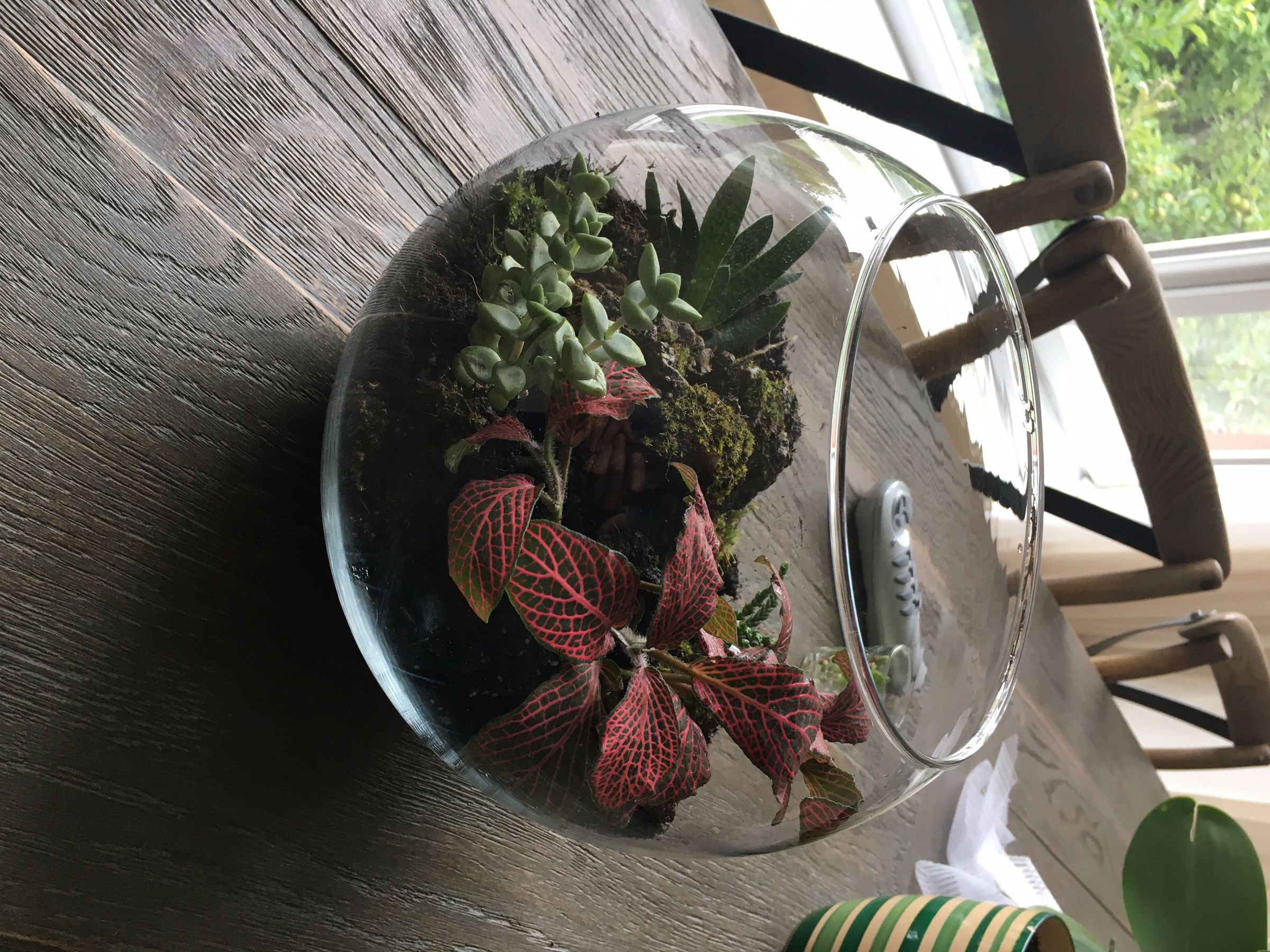Homemade Terrarium : 6 Steps (with Pictures) - Instructables