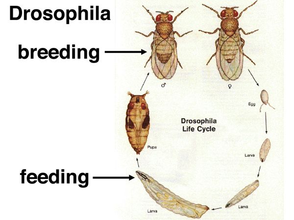 Fruit Fly Life Cycle Stages