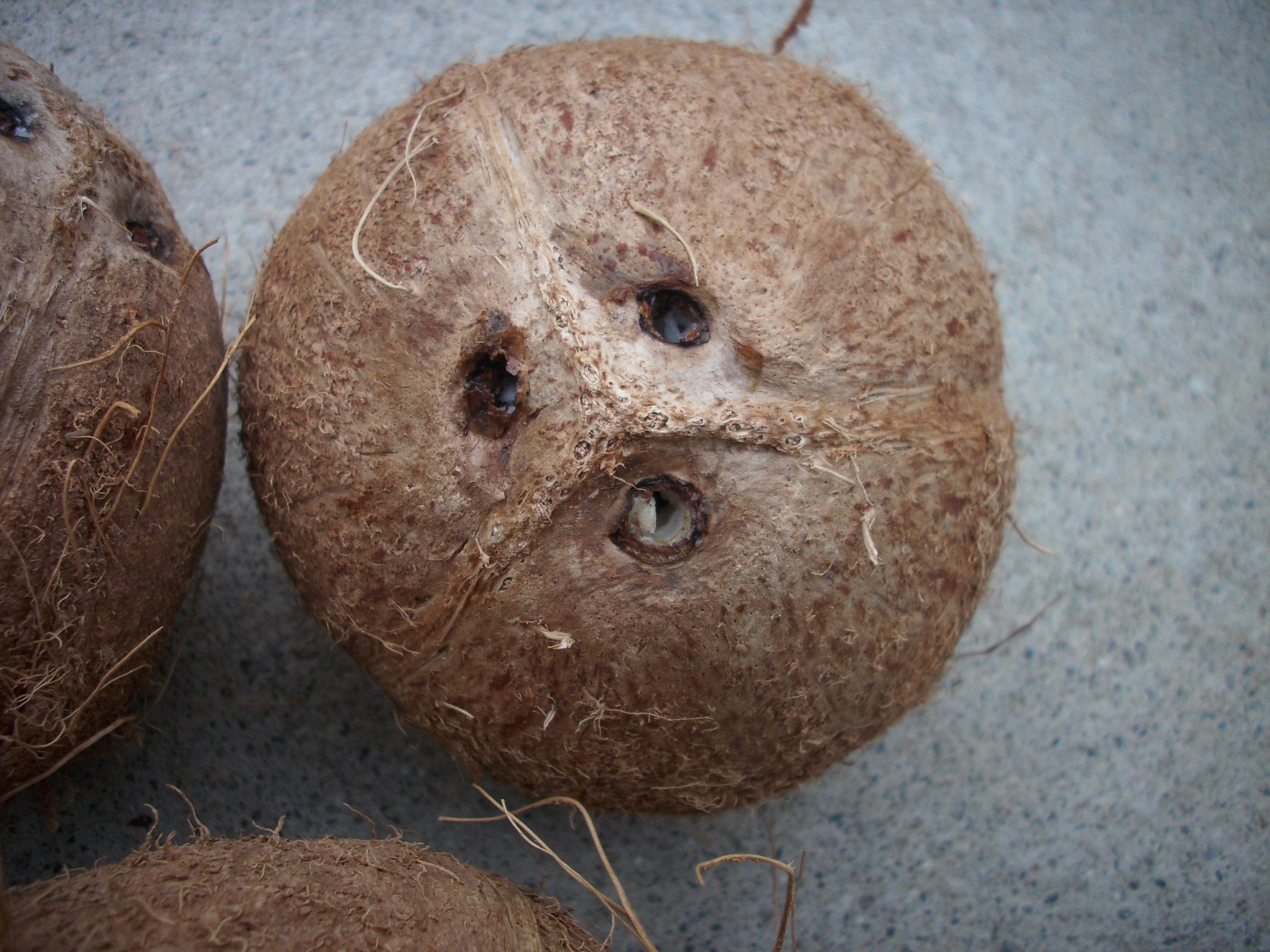 Coco-Lanterns : 8 Steps - Instructables