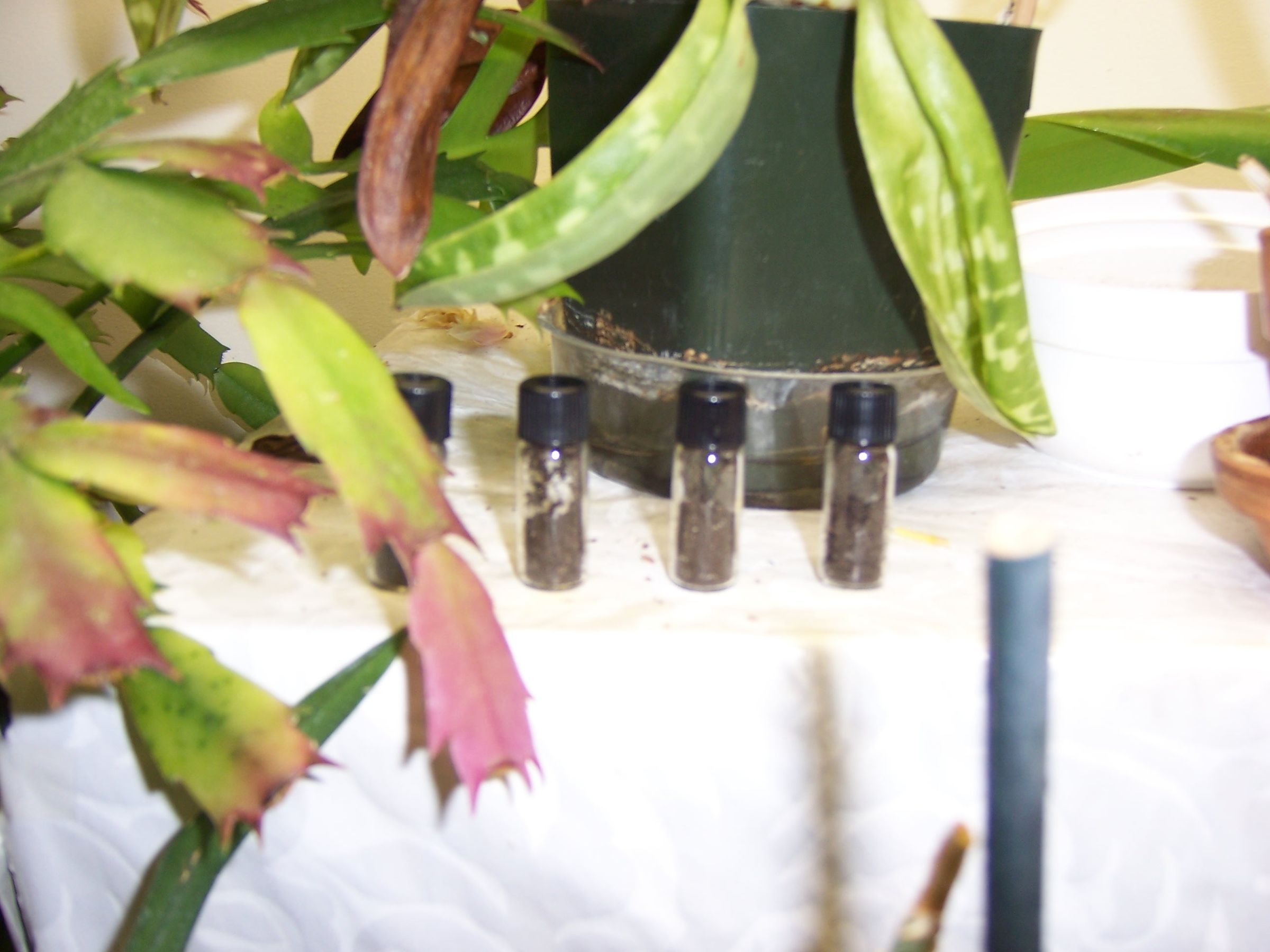 Pocket Plant : 7 Steps (with Pictures) - Instructables