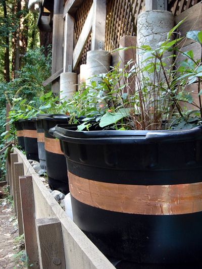 Building Slug-Proof Planting Barrels : 8 Steps (with Pictures ...